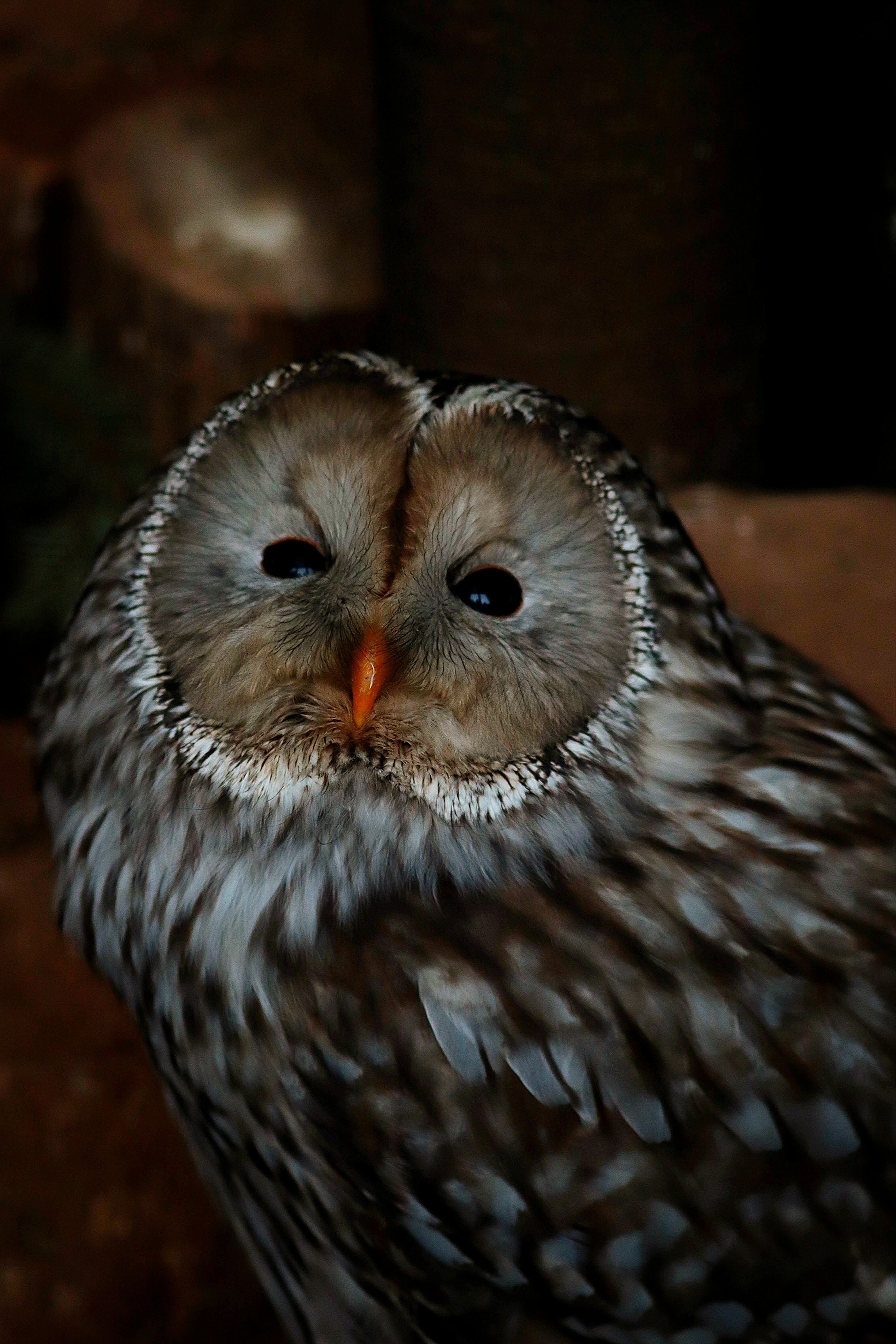 A close up of an owl with a blurry background photo – Free Animal Image ...