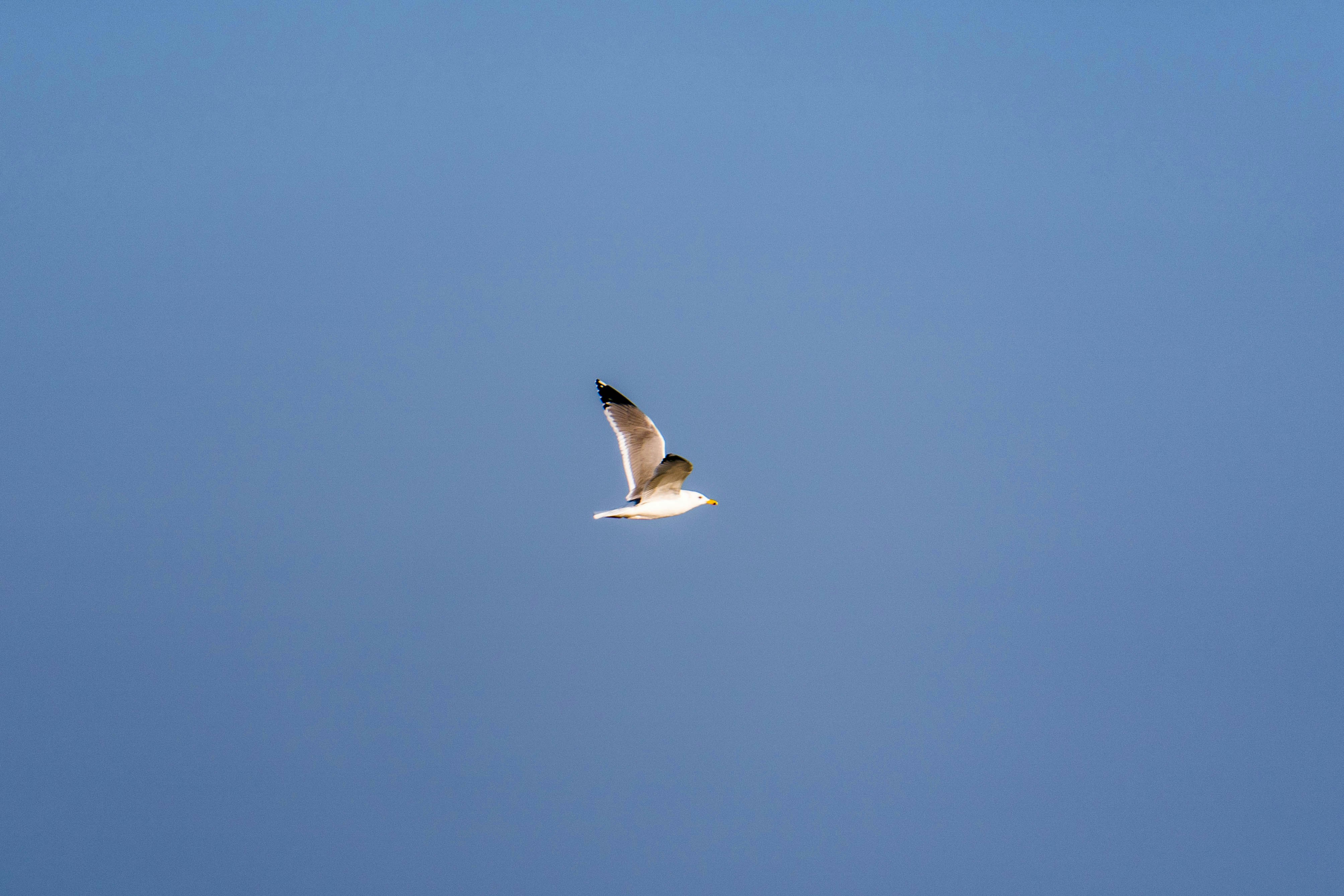 Seagulls flying in the sky