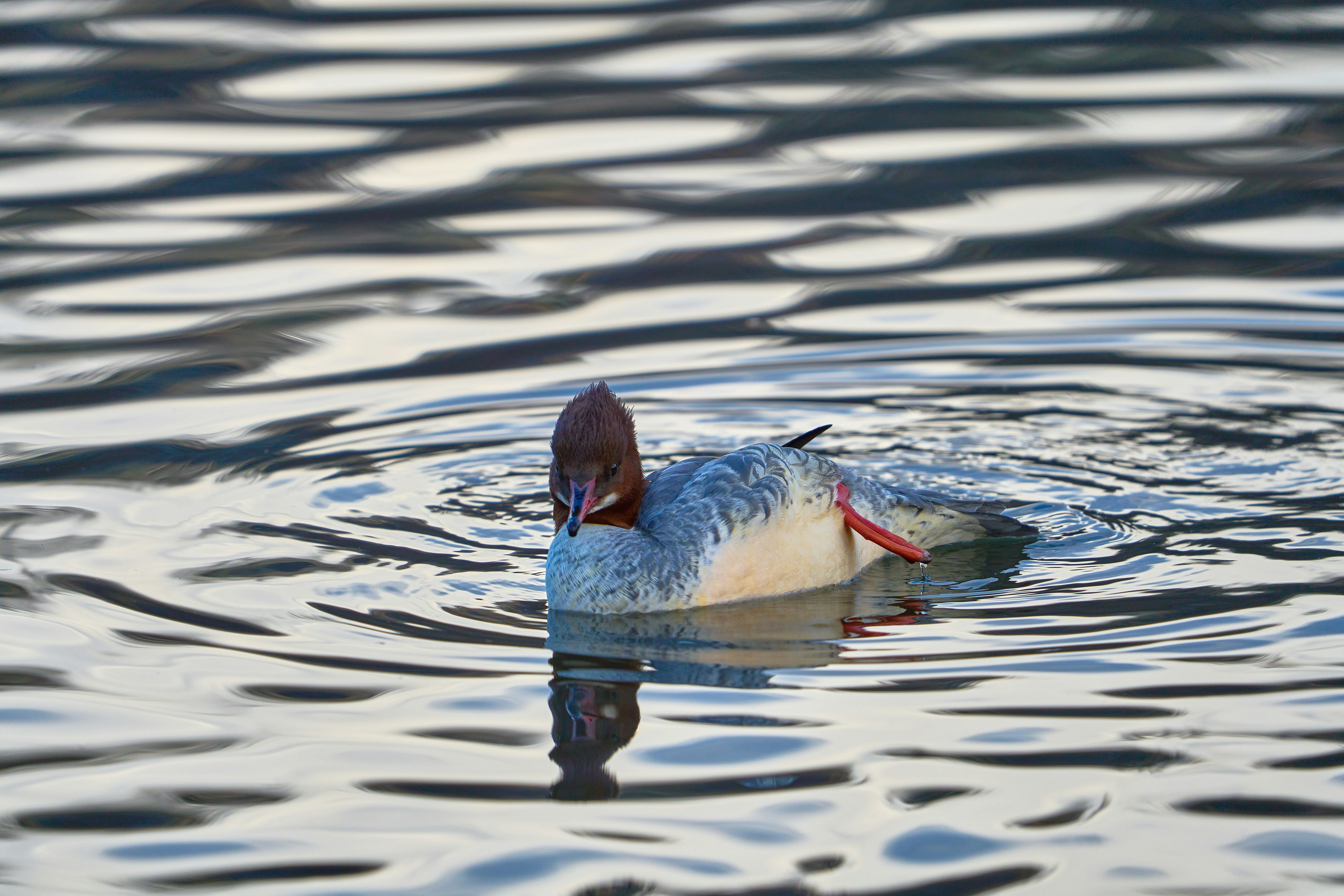 A bird floating on top of a body of water photo – Free Nature Image on ...