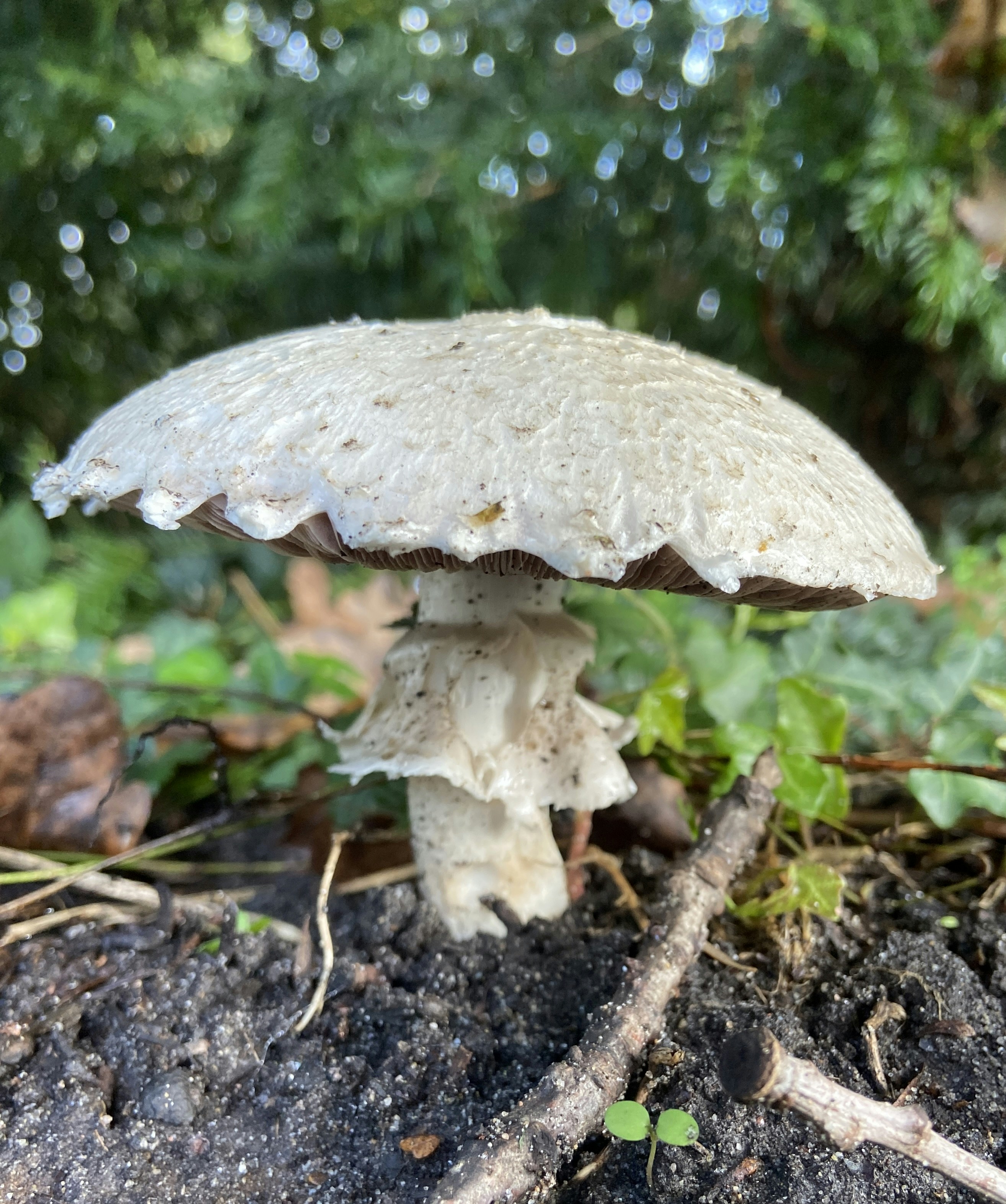 Pale Cap in Mulch: Close-Up of a Ground Mushroom