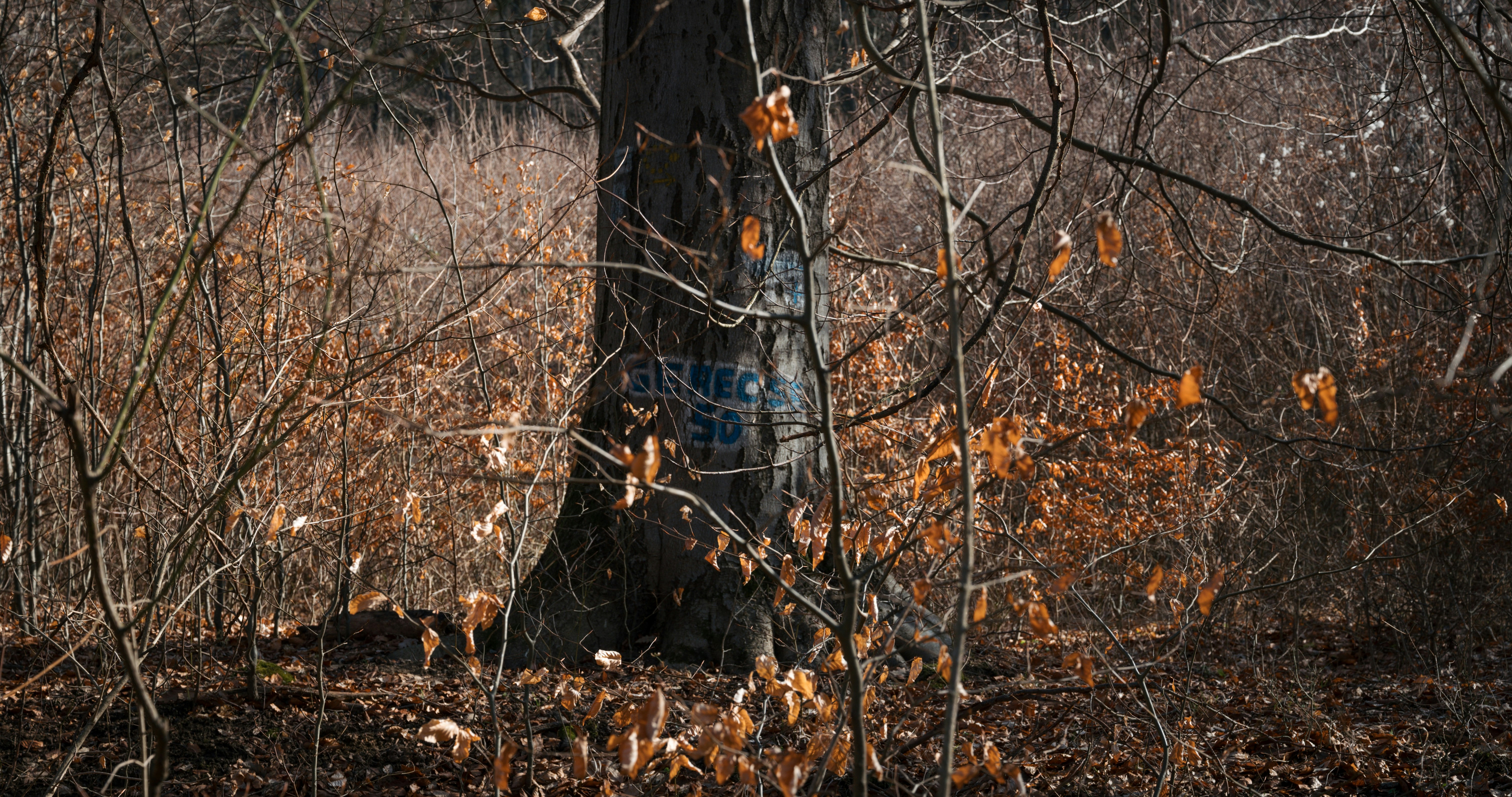 Blue Sign on a Weathered Trunk: Quiet Autumn Marker