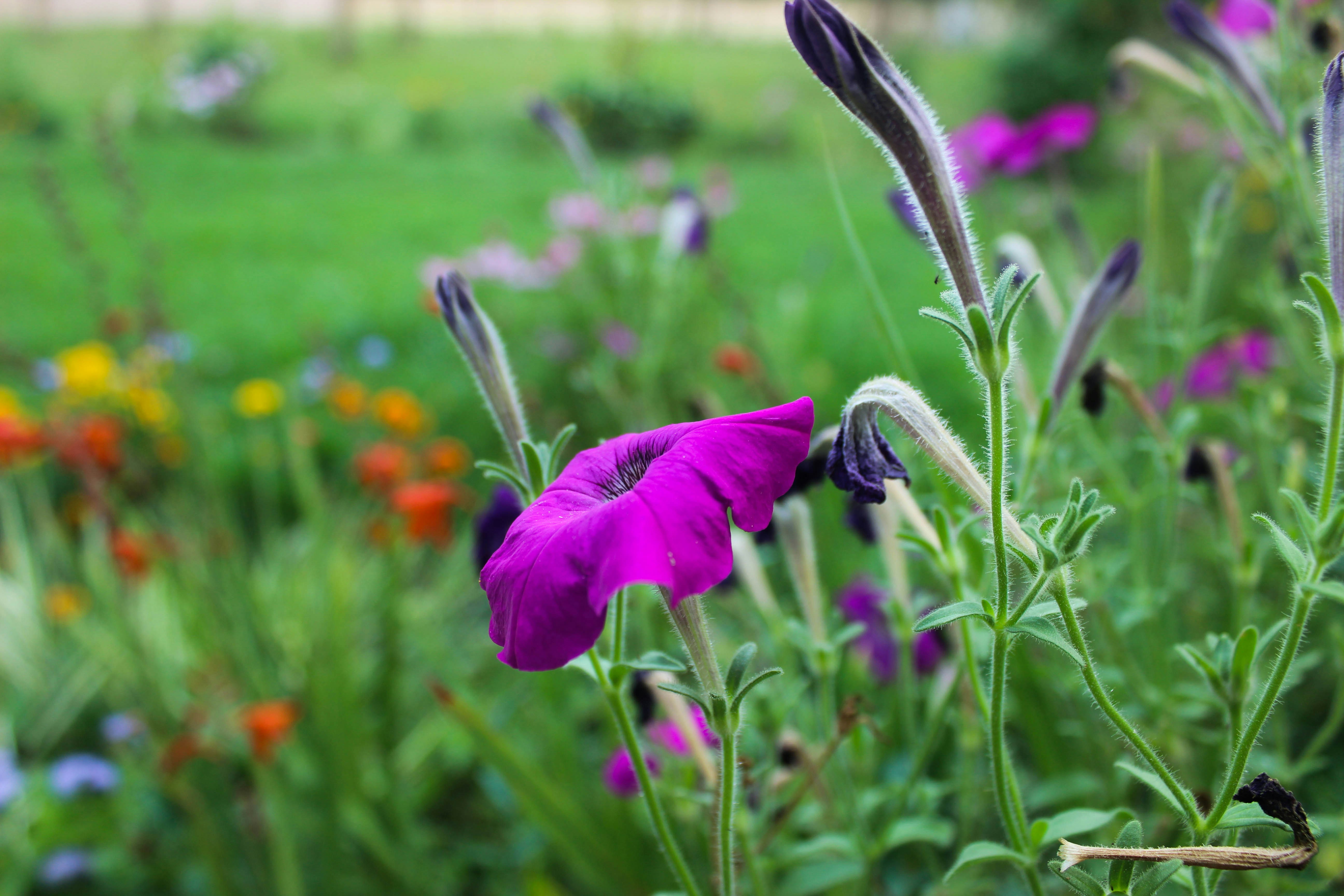 Vibrant Purple Flower Held by Green Tendrils in a Summer Border