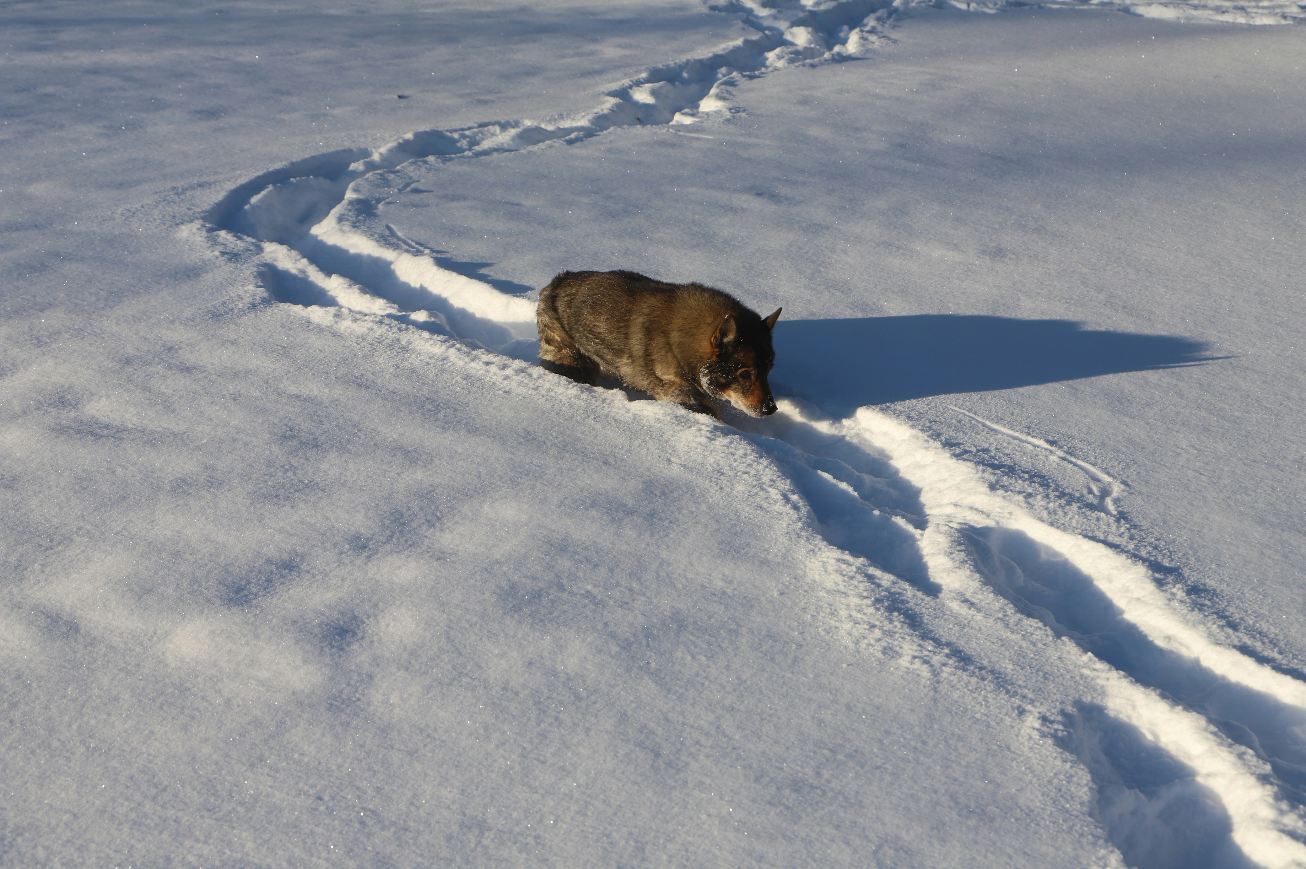 Snowbound Wanderer: A lone mammal carving a path through pristine quiet