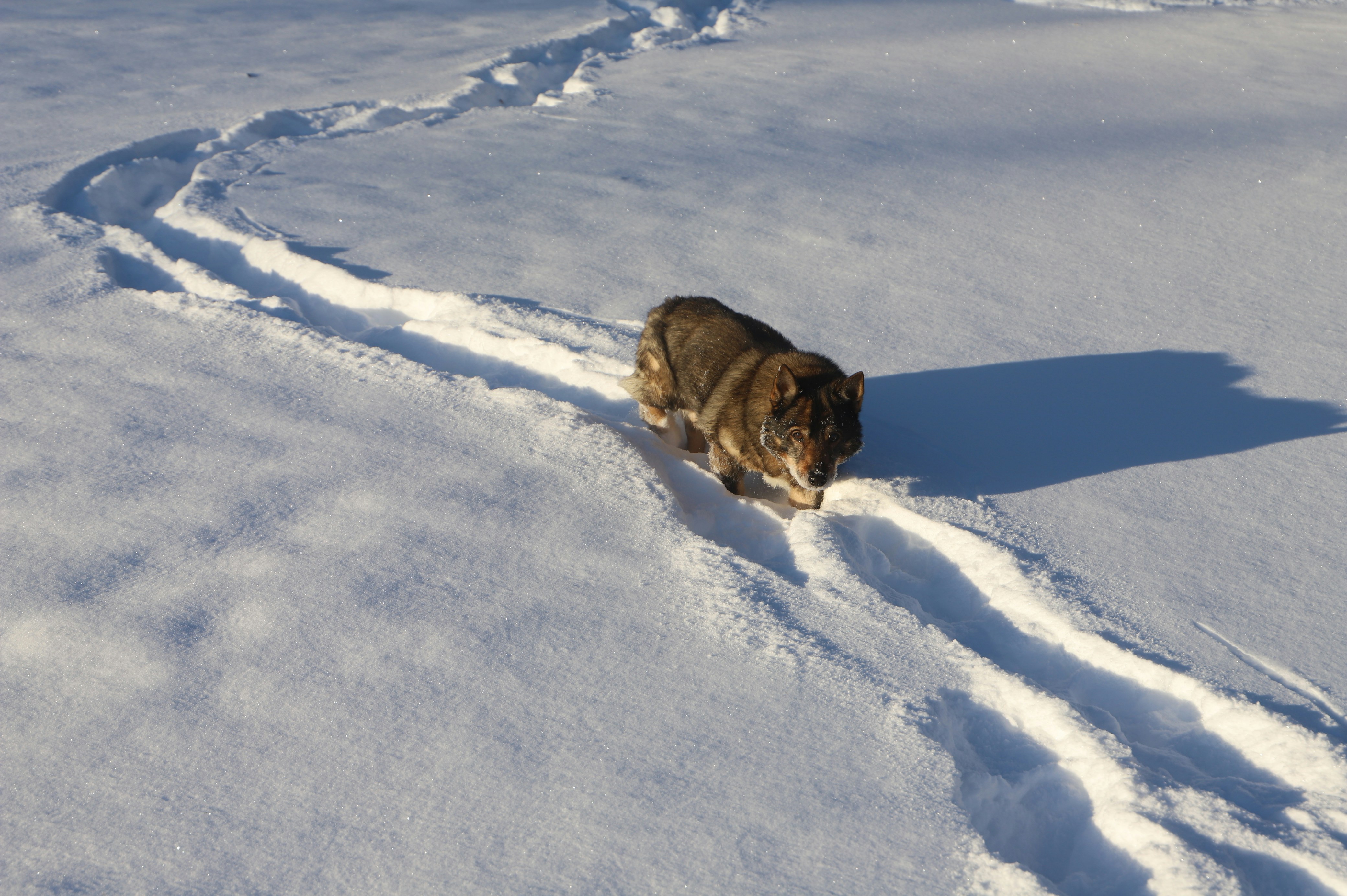 A Swedish vallhund in the snow