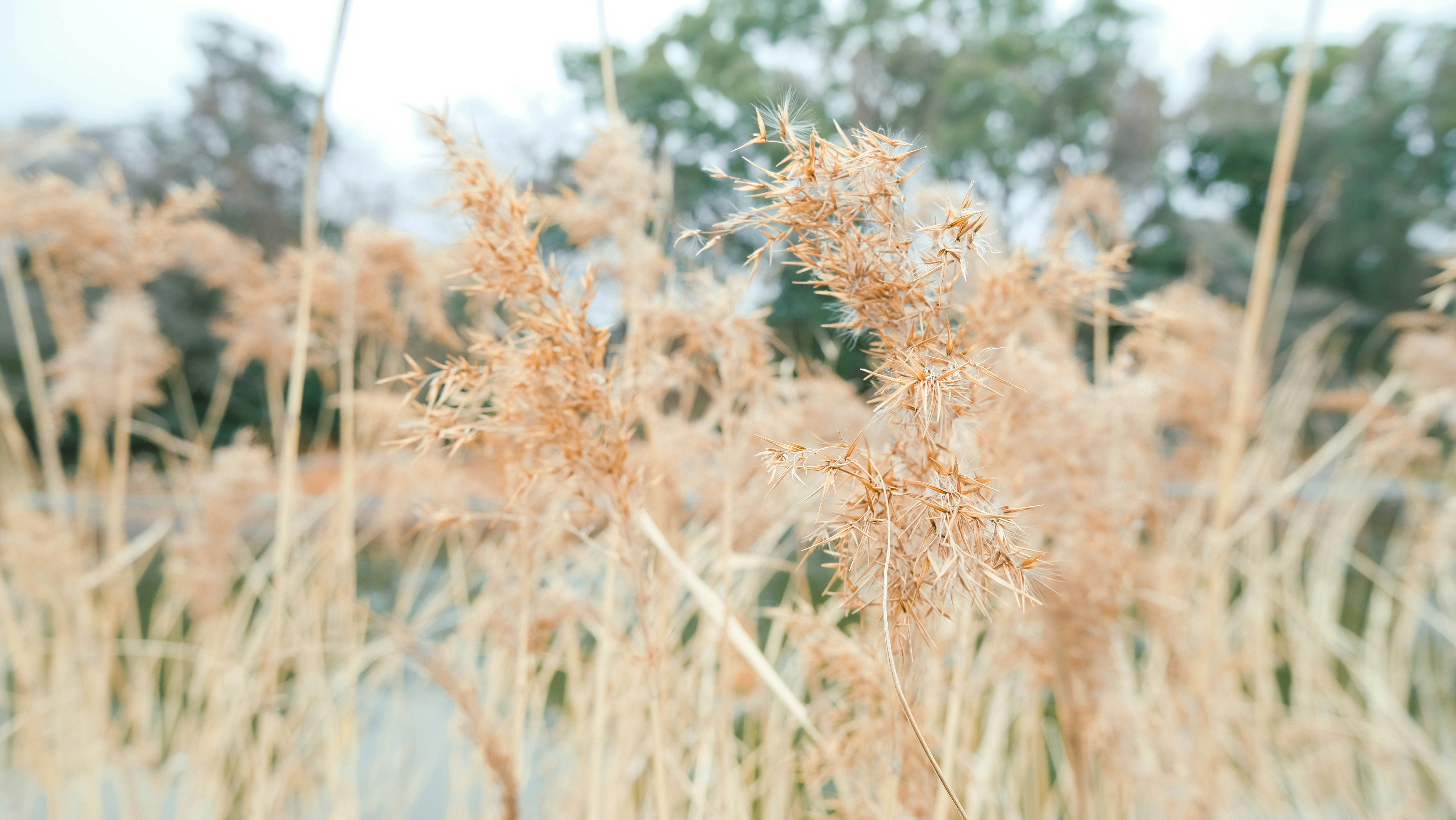 A close up of a bunch of dry grass photo – Free Dried grasses Image on ...