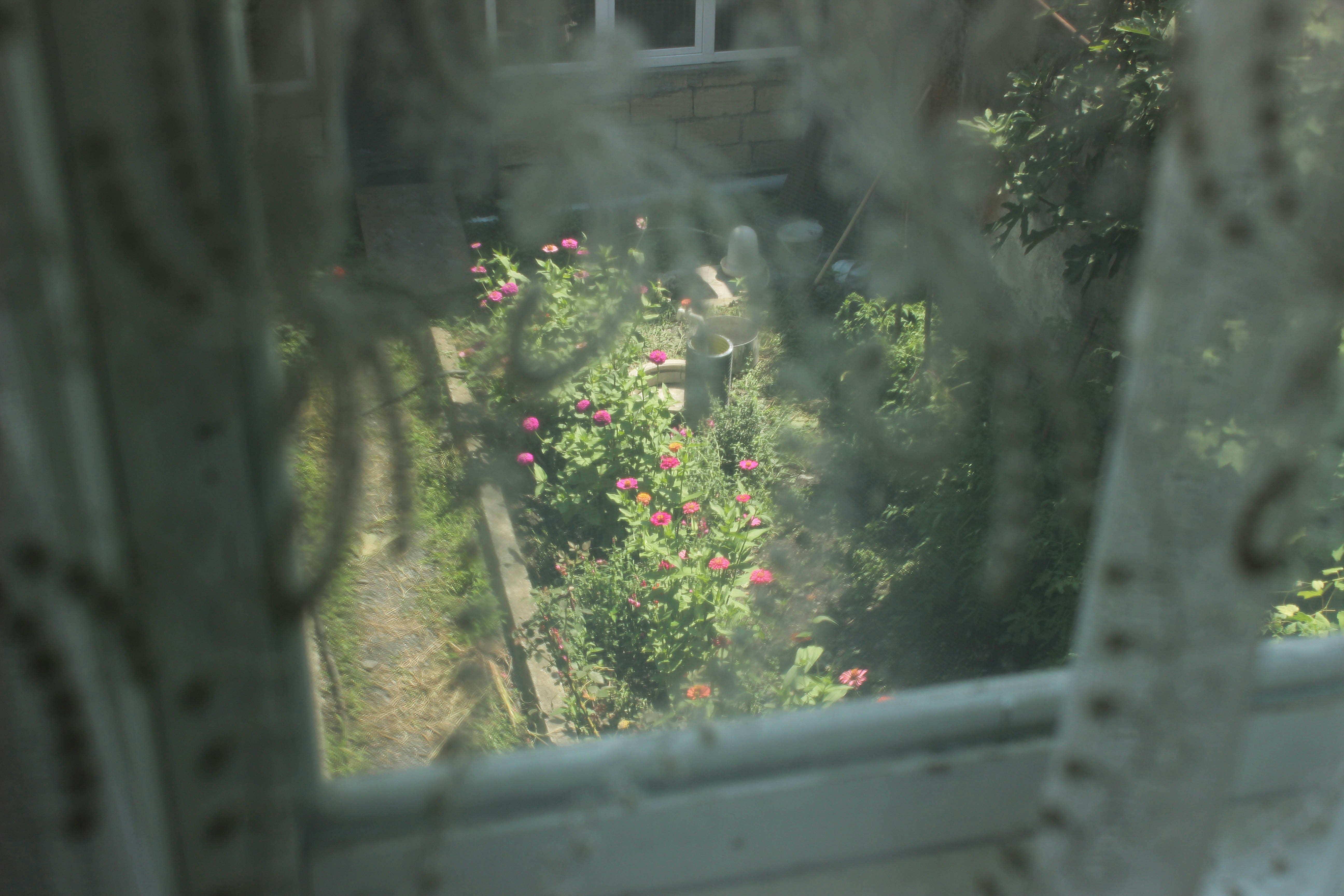 Pink Roses Behind Lace: A Quiet Garden View Through a Window