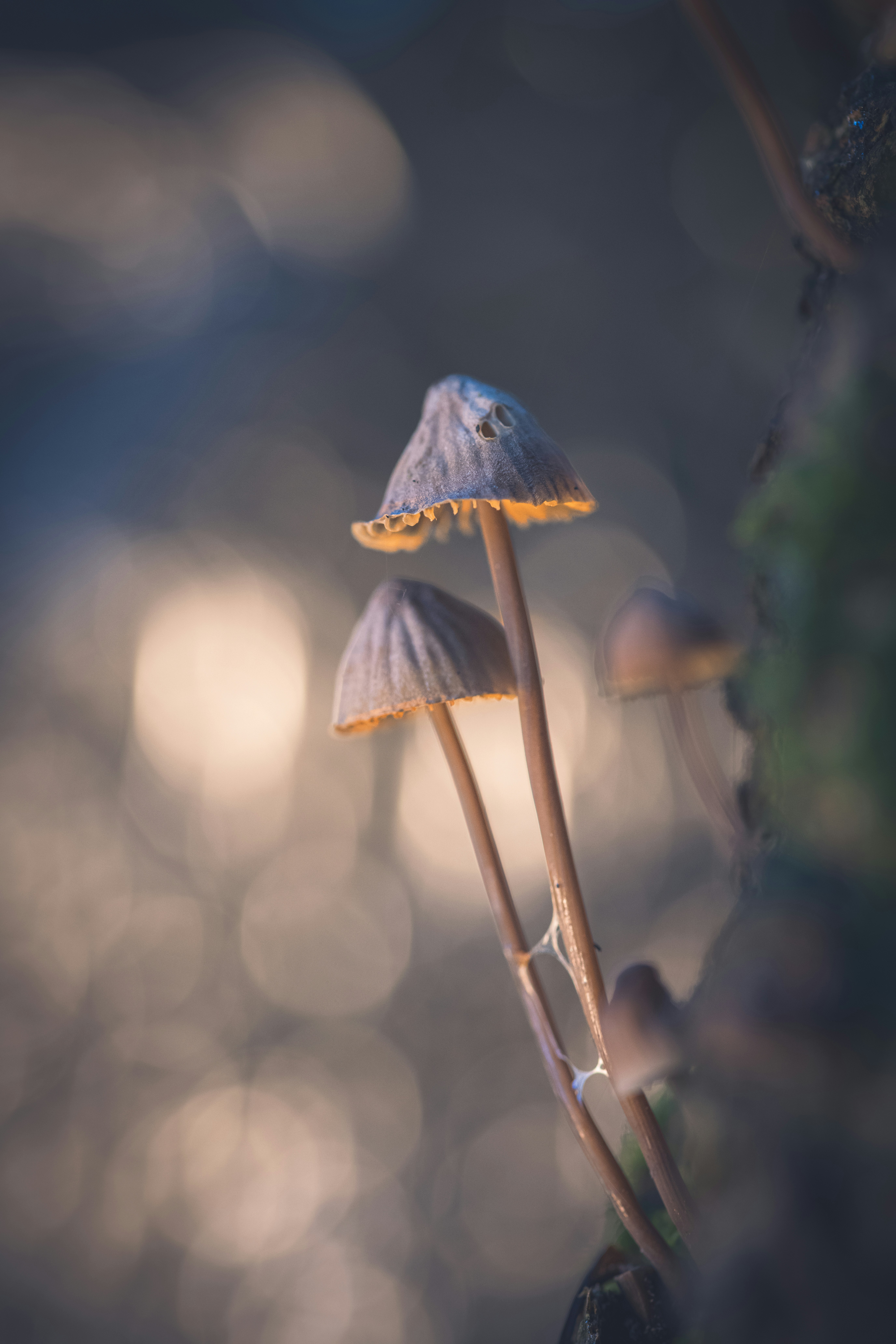 Backlit Moss Nymphs: Two Slender Mushrooms in a Warm, Dreamy Glow