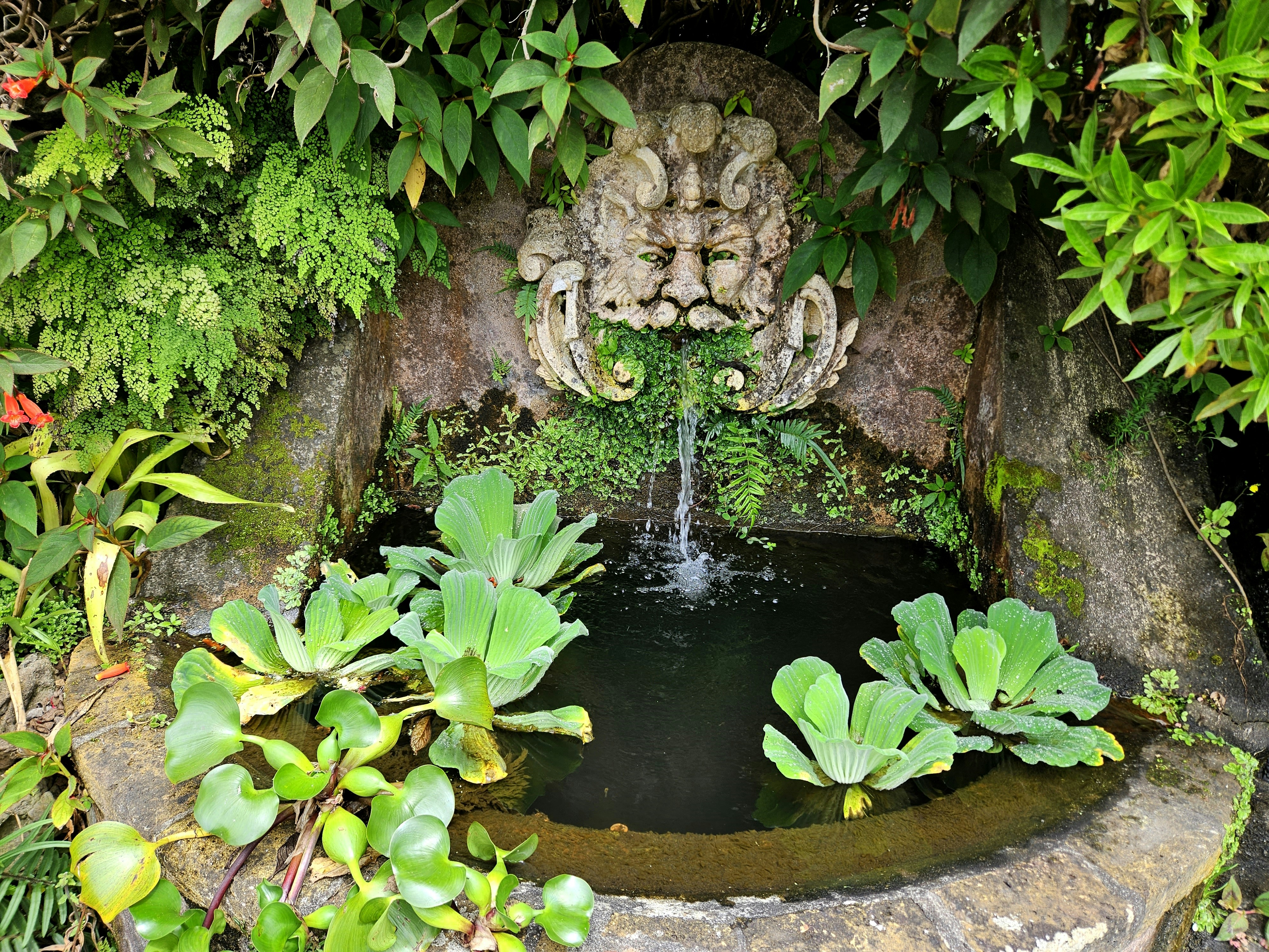 Carved stone fountain with a waterspout from a sculpted face, set in a mossy alcove surrounded by lush tropical plants.