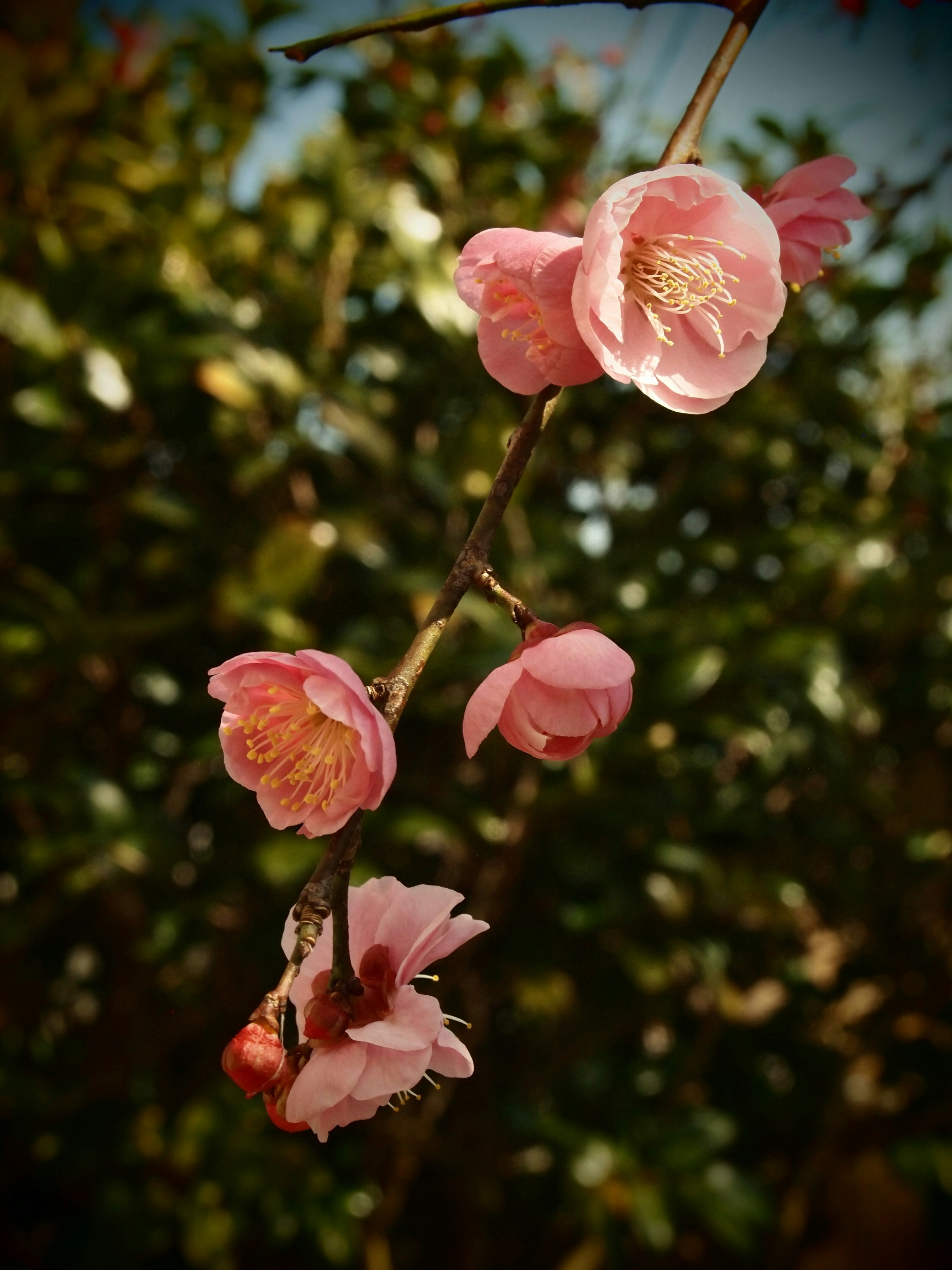 Close-up photograph of pink camellia blossoms along a slender branch, with a soft green background rendered by shallow depth of field. The composition highlights delicate petals and warm light on the blooms.