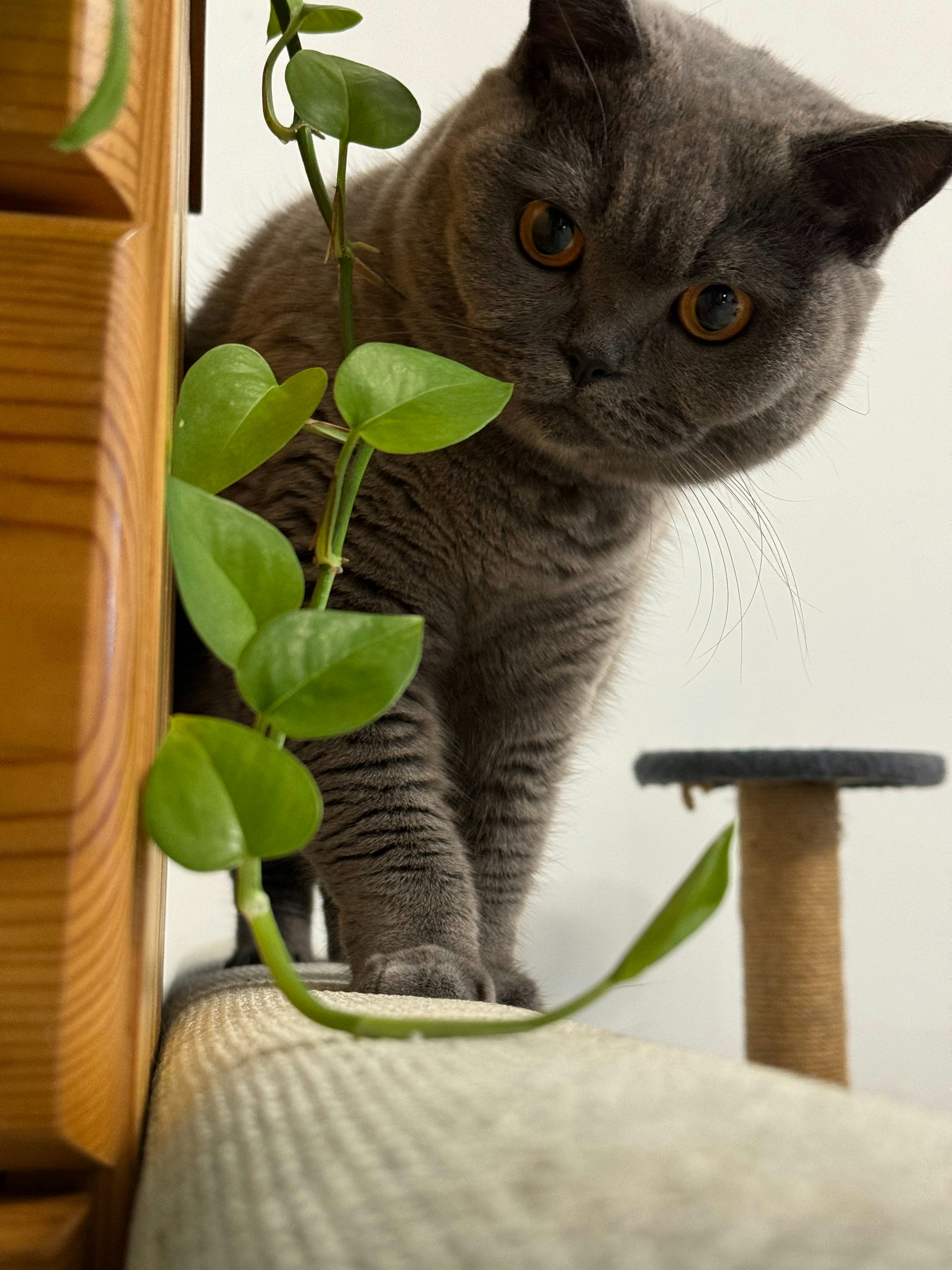 Amber-Eyed Feline Meets a Living Vine Along a Wooden Edge