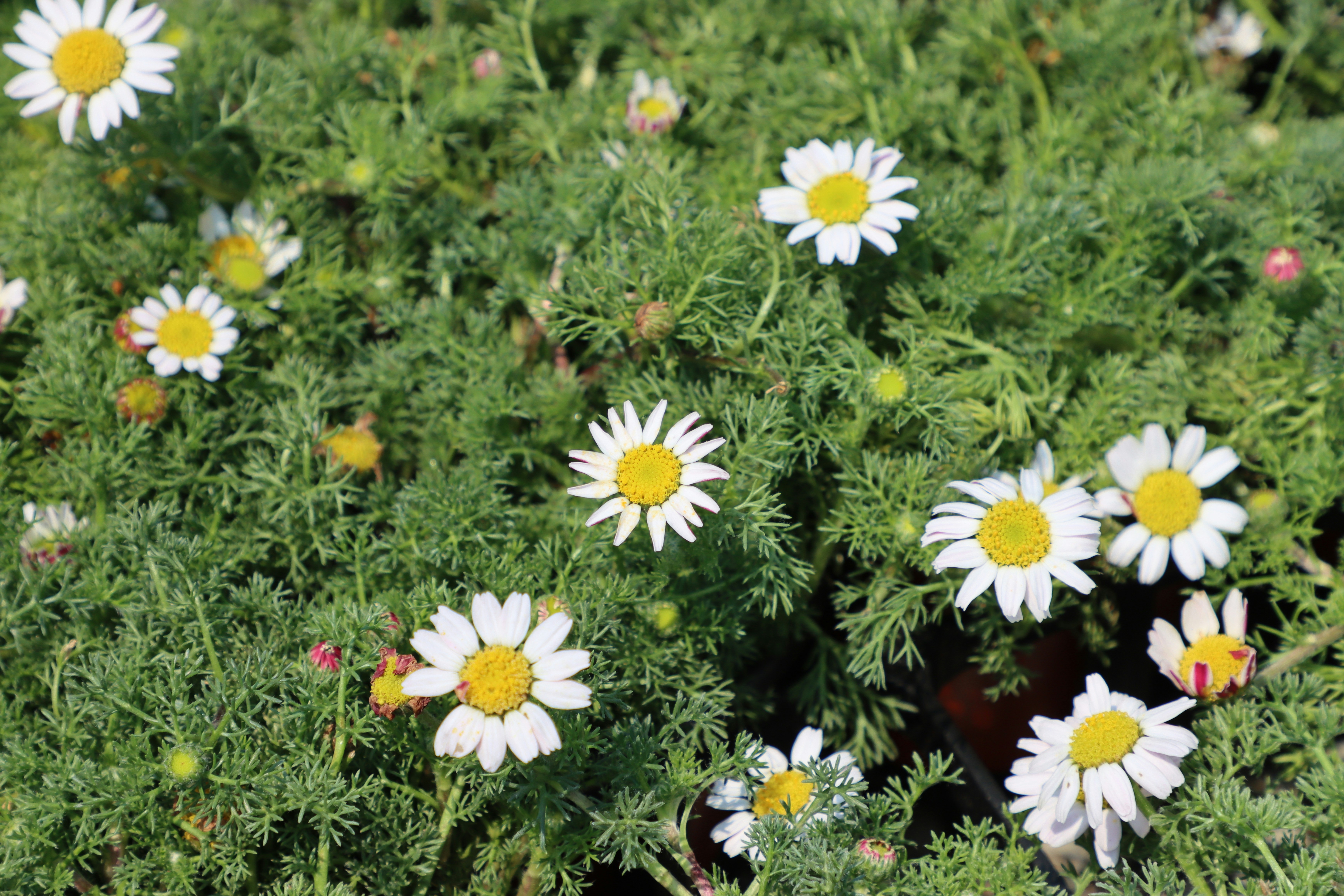 Emerald Field of Daisies: White and Yellow Amid Green