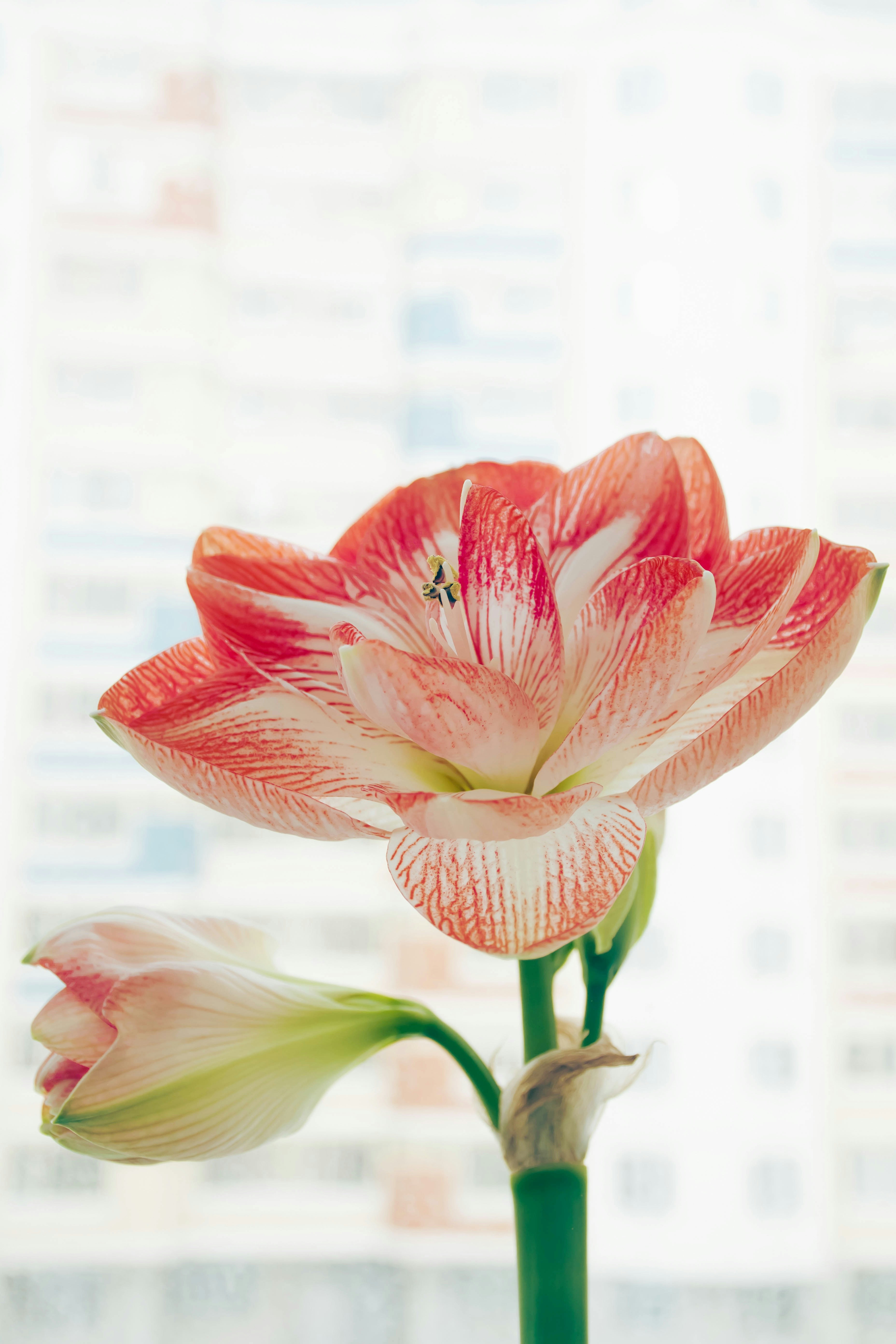 Window-Lit Amaryllis: A Close-Up Portrait of Pink-White Petals
