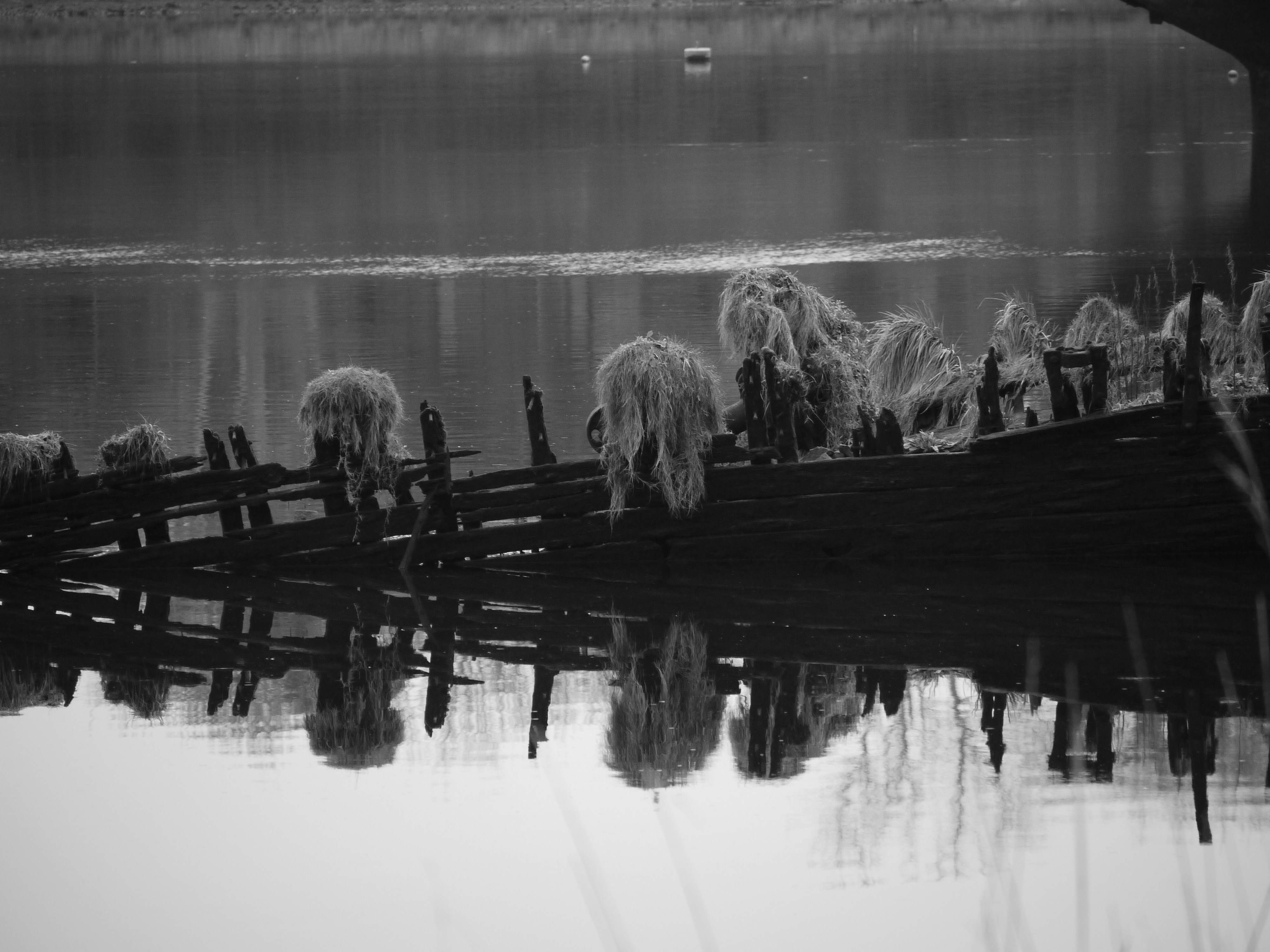 Monochrome photograph of weathered wooden fence posts extending into calm water, topped with hanging seaweed and reflected on the surface.