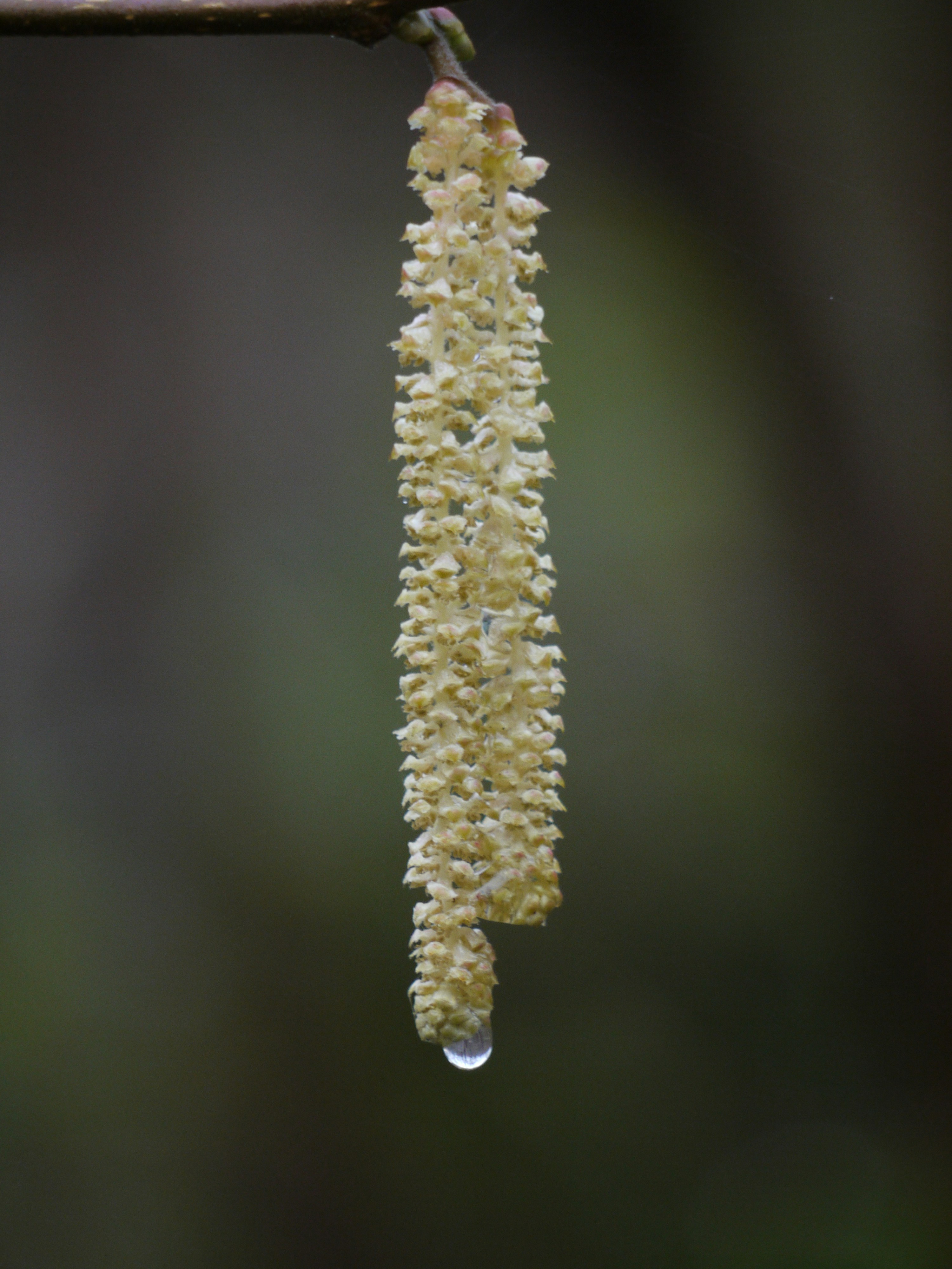 Macro photograph of a pale, textured catkin hanging against a soft, blurred background, with a single water droplet poised at its tip.