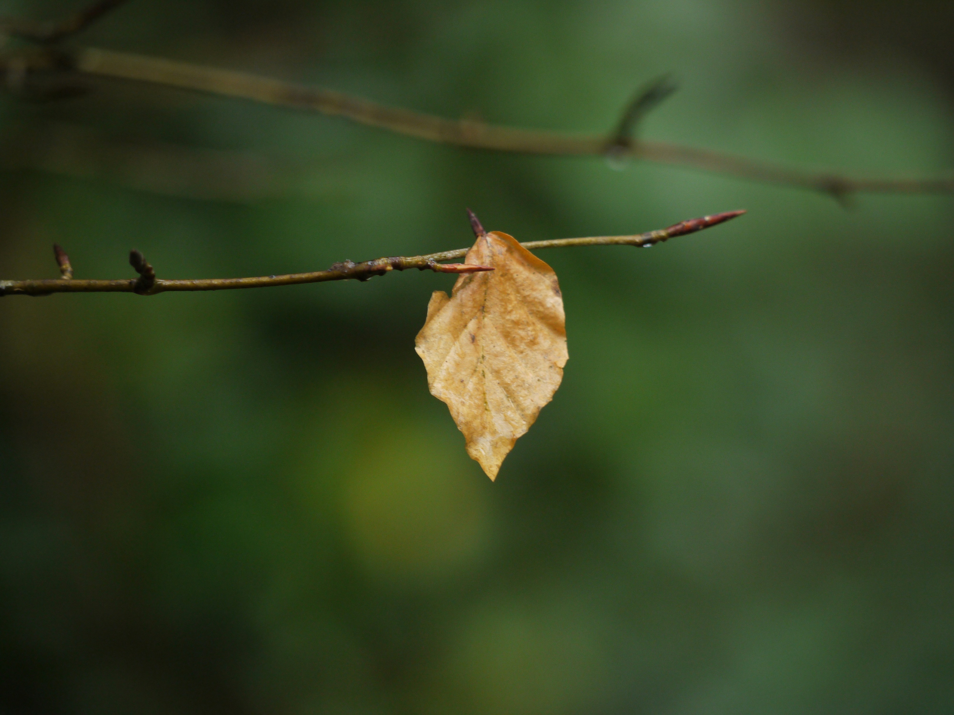A solitary, dried leaf clings to a slender branch, contrasting against a blurred green backdrop. The scene evokes a sense of transition and the passage of time.
