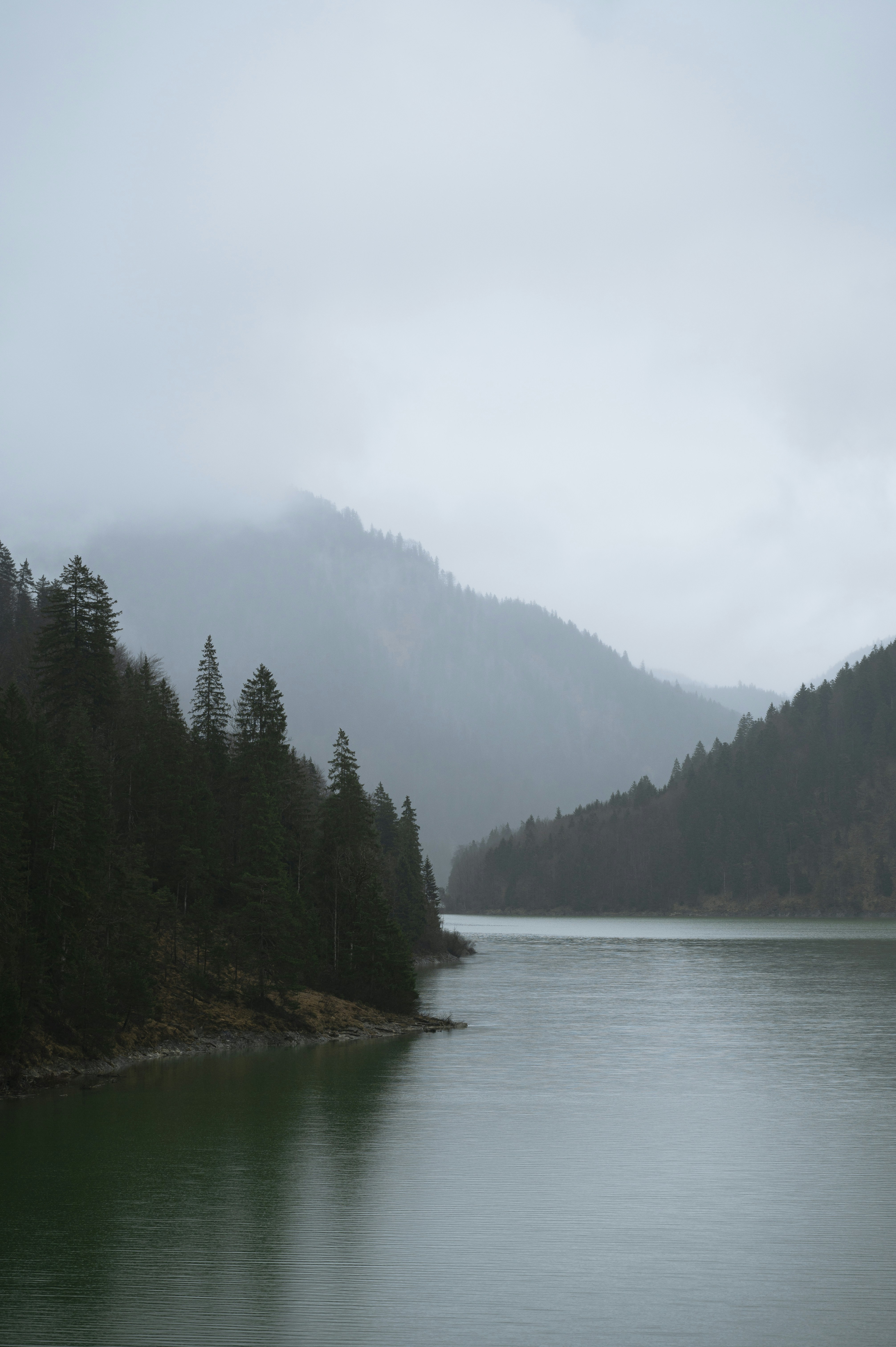 Fogbound Alpine Lake: Pines Framing a Quiet Waters Edge