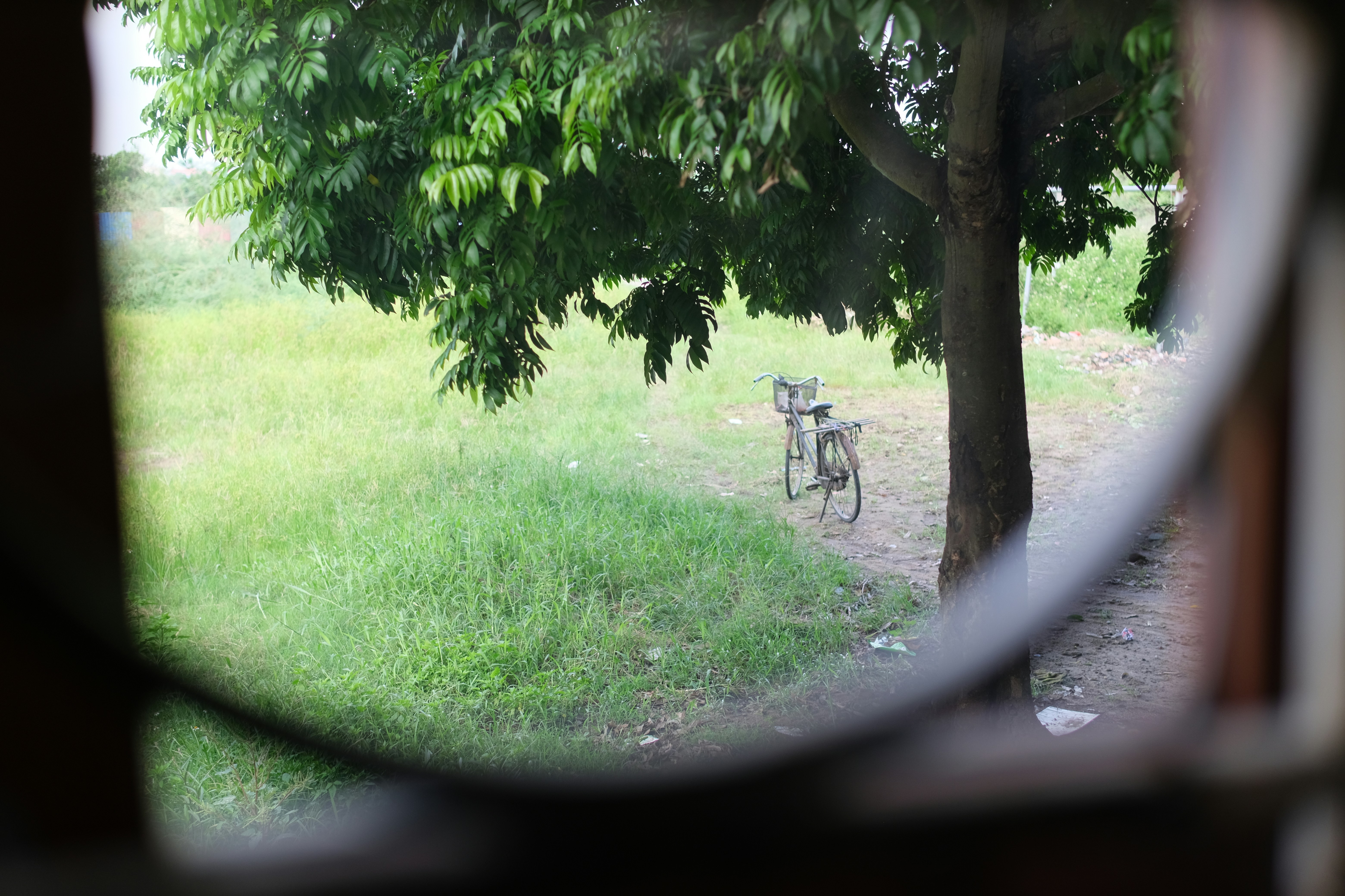 Circular Frame, Quiet Ride: A Bicycle Emerges in Morning Grass