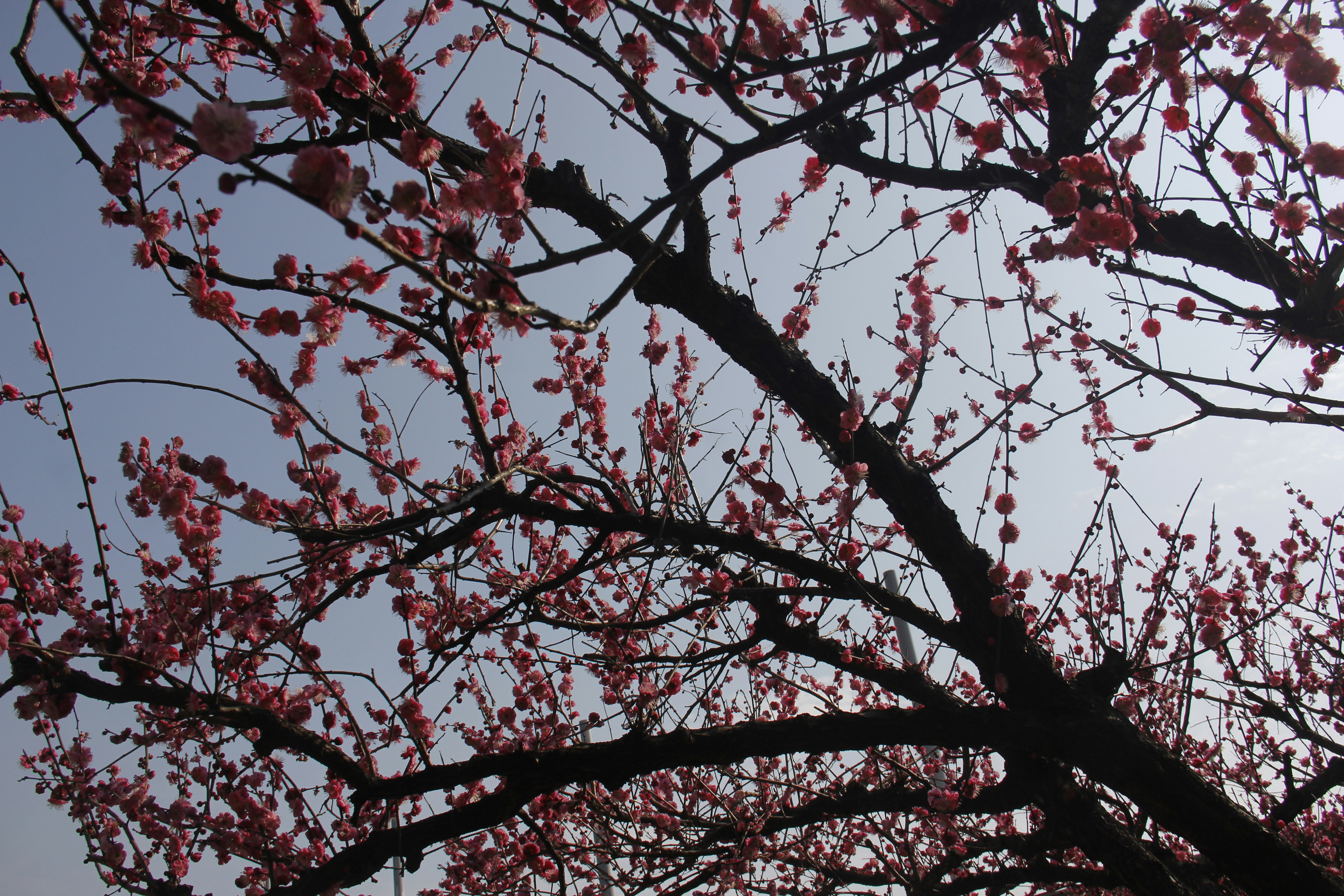 Photo by Uttam Kumar Roy with Canon EOS 60D