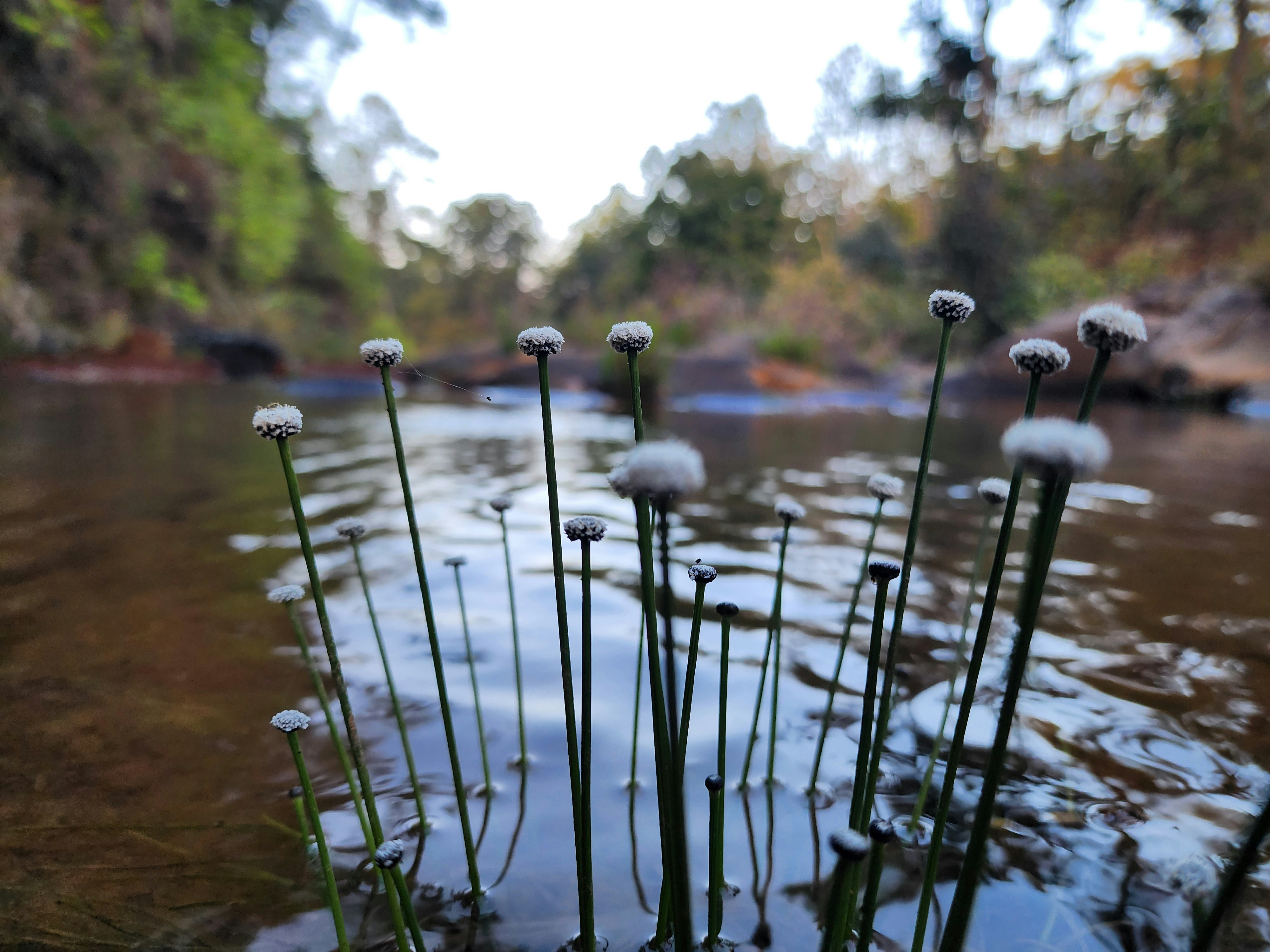 Puffball Stems Crown a Quiet River