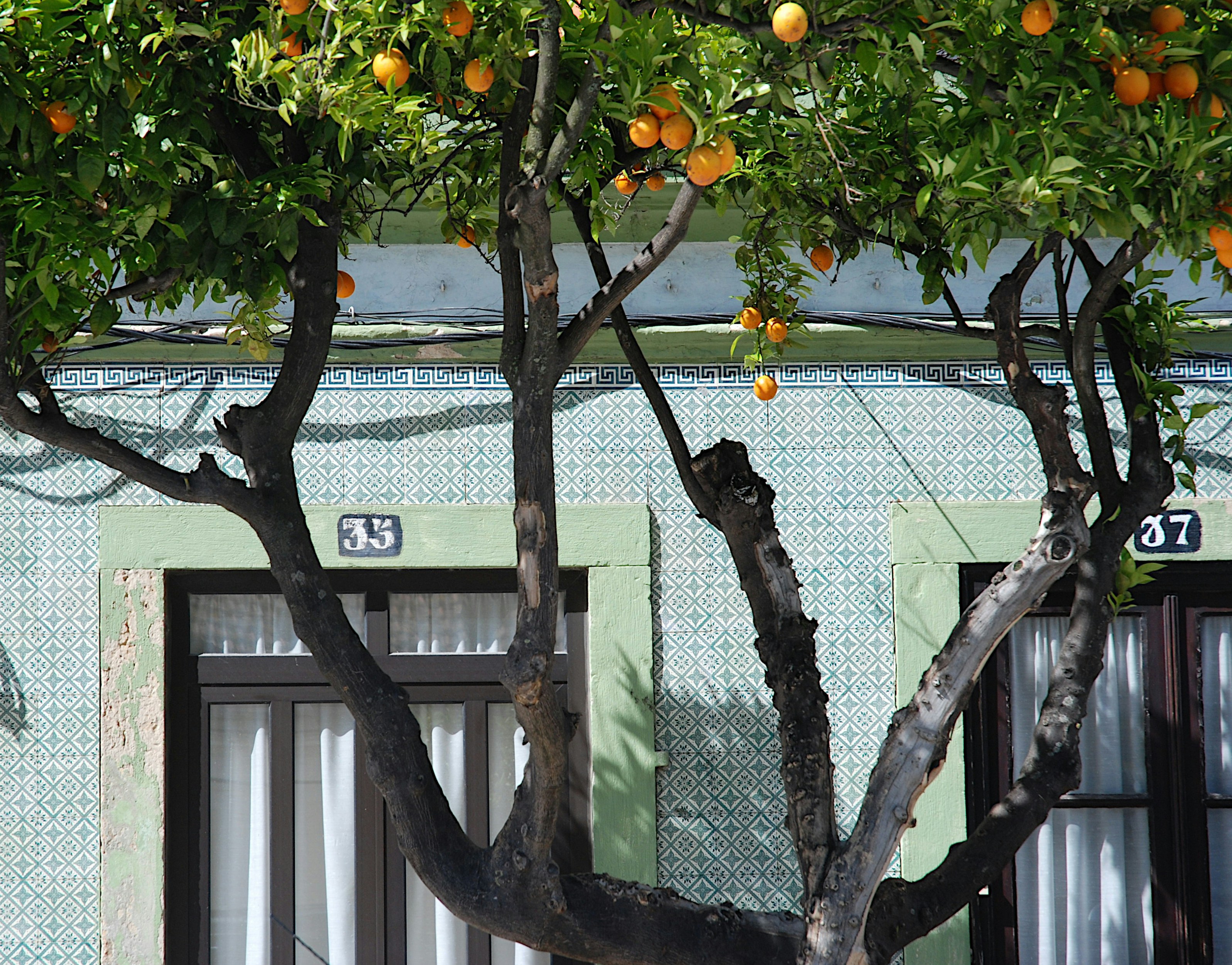 Oranges over Azulejo: a Quiet Portuguese Courtyard Portrait