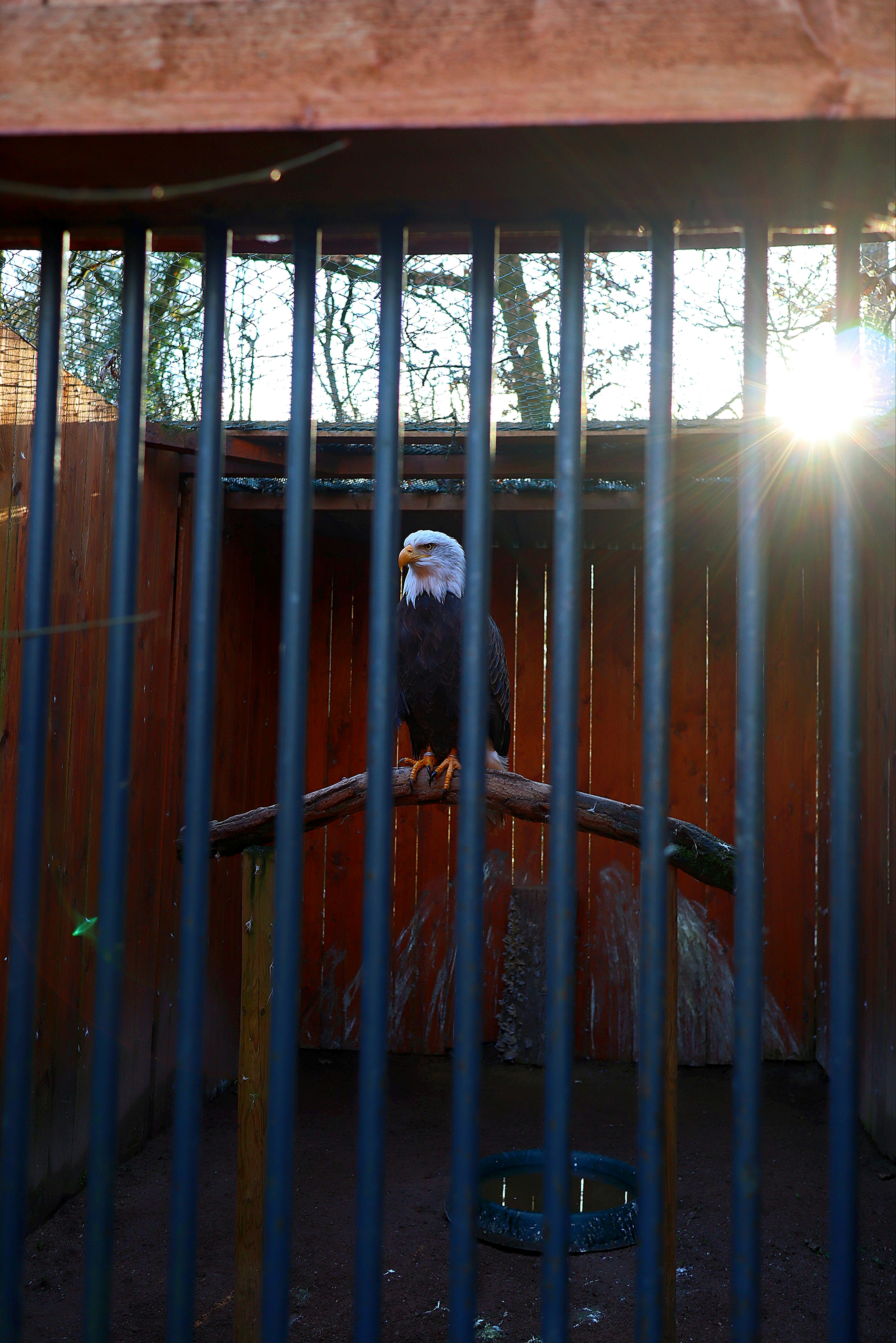 Caged Majesty: A Bald Eagle Guarding Its Perch