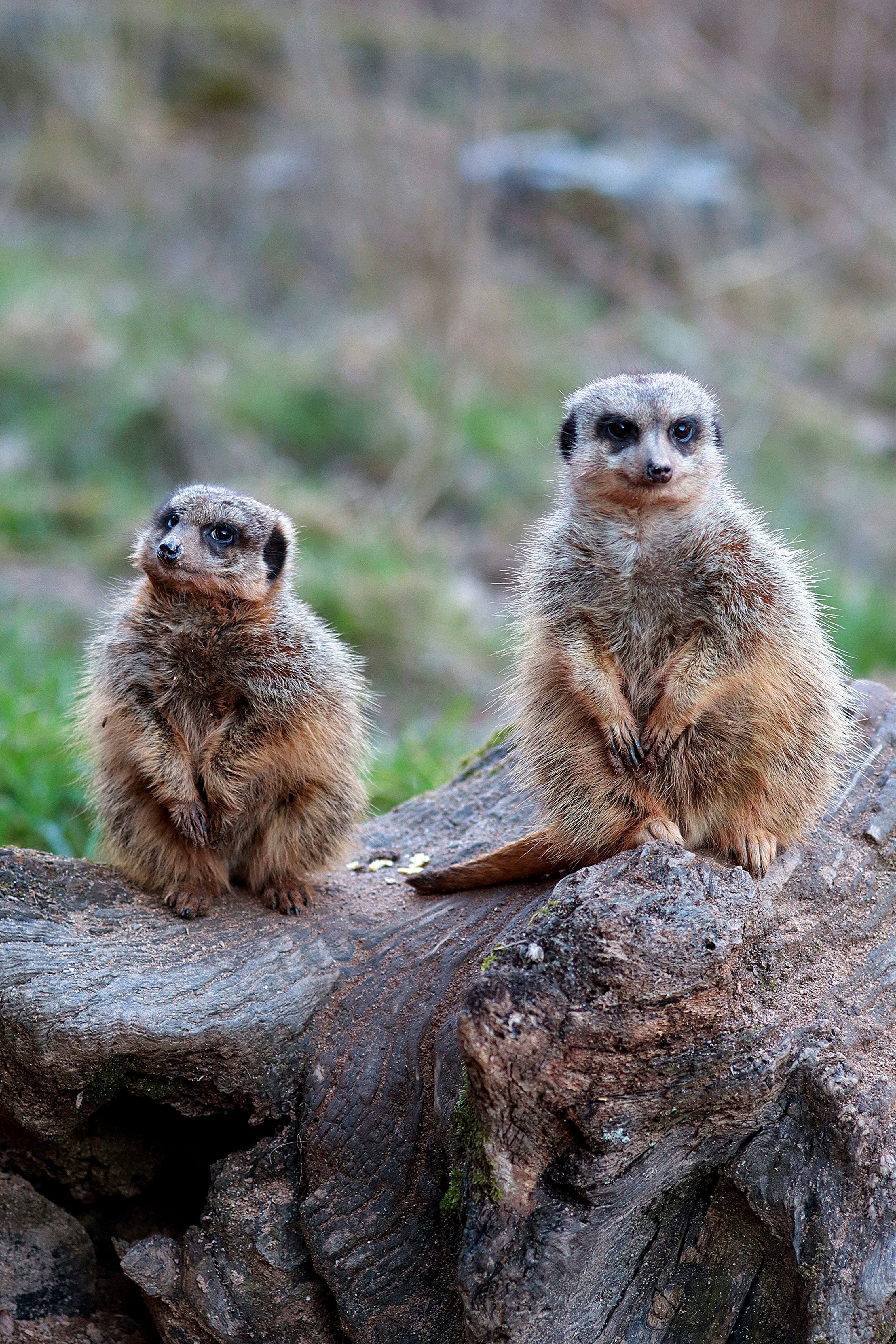 Sentinels on Stone: A Pair of Meerkats Perched on Weathered Granite