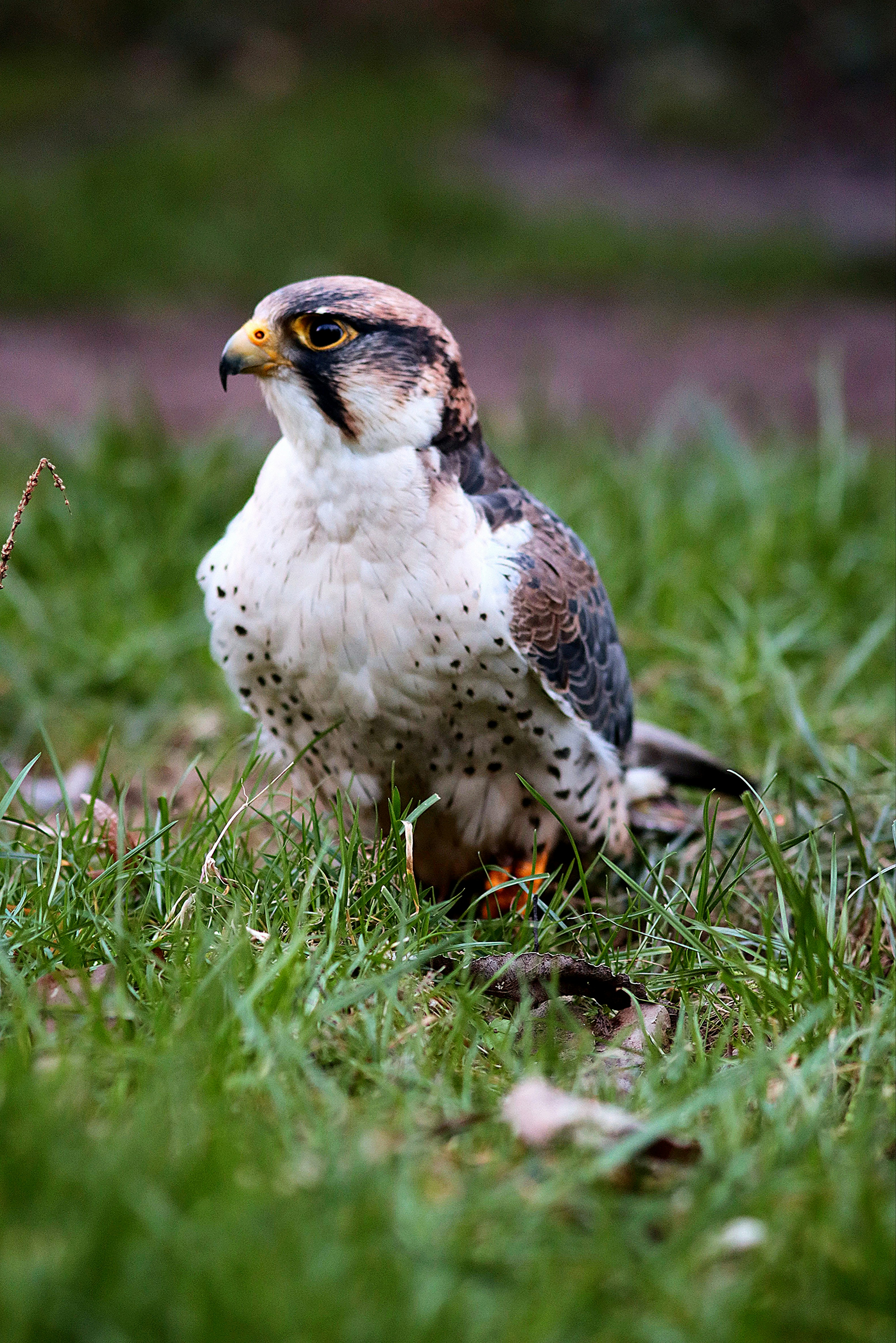 Peregrine Falcon in a sunlit meadow, eyes on the lookout