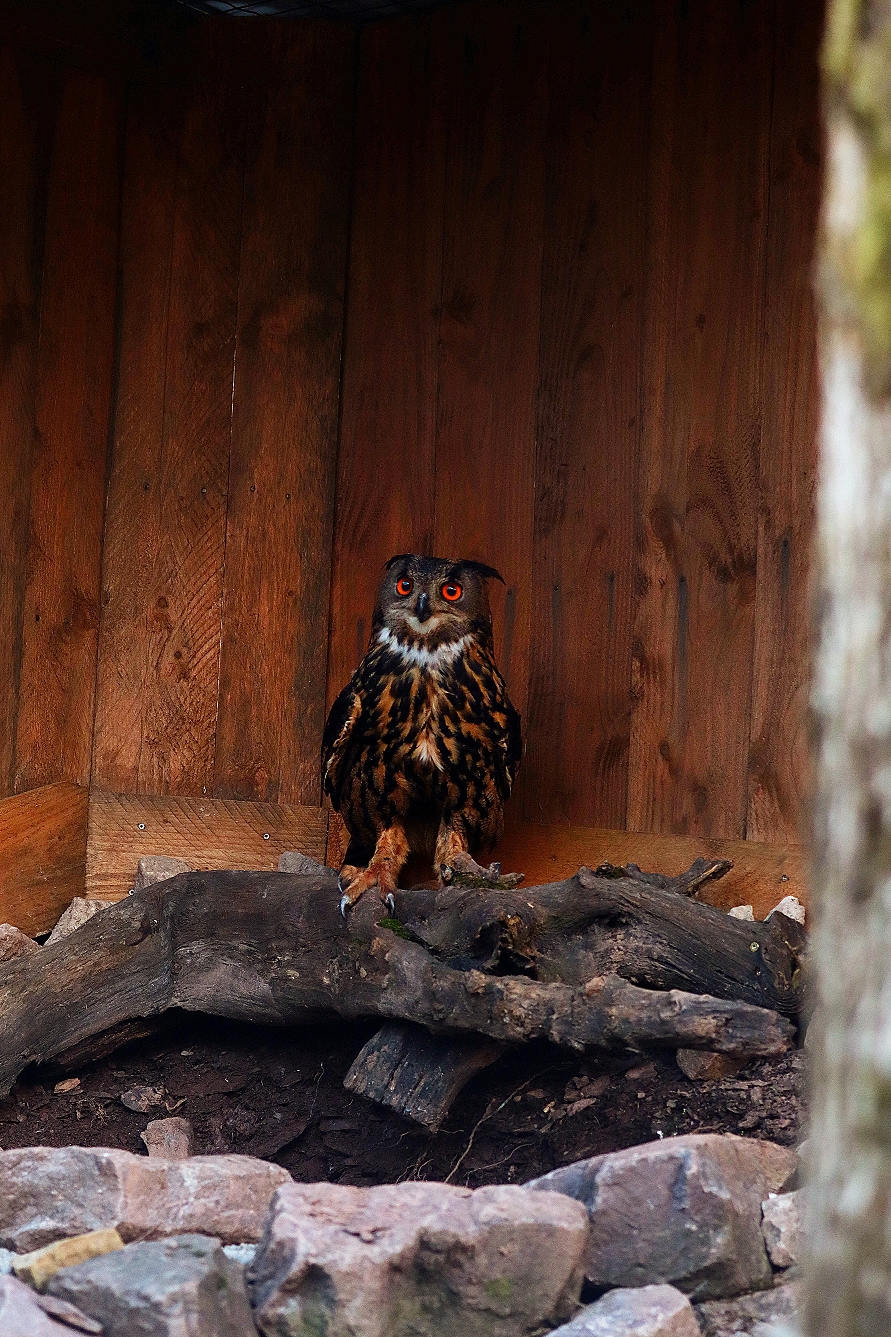 Red-Eyed Owl Standing Guard in a Rustic Timber Hide