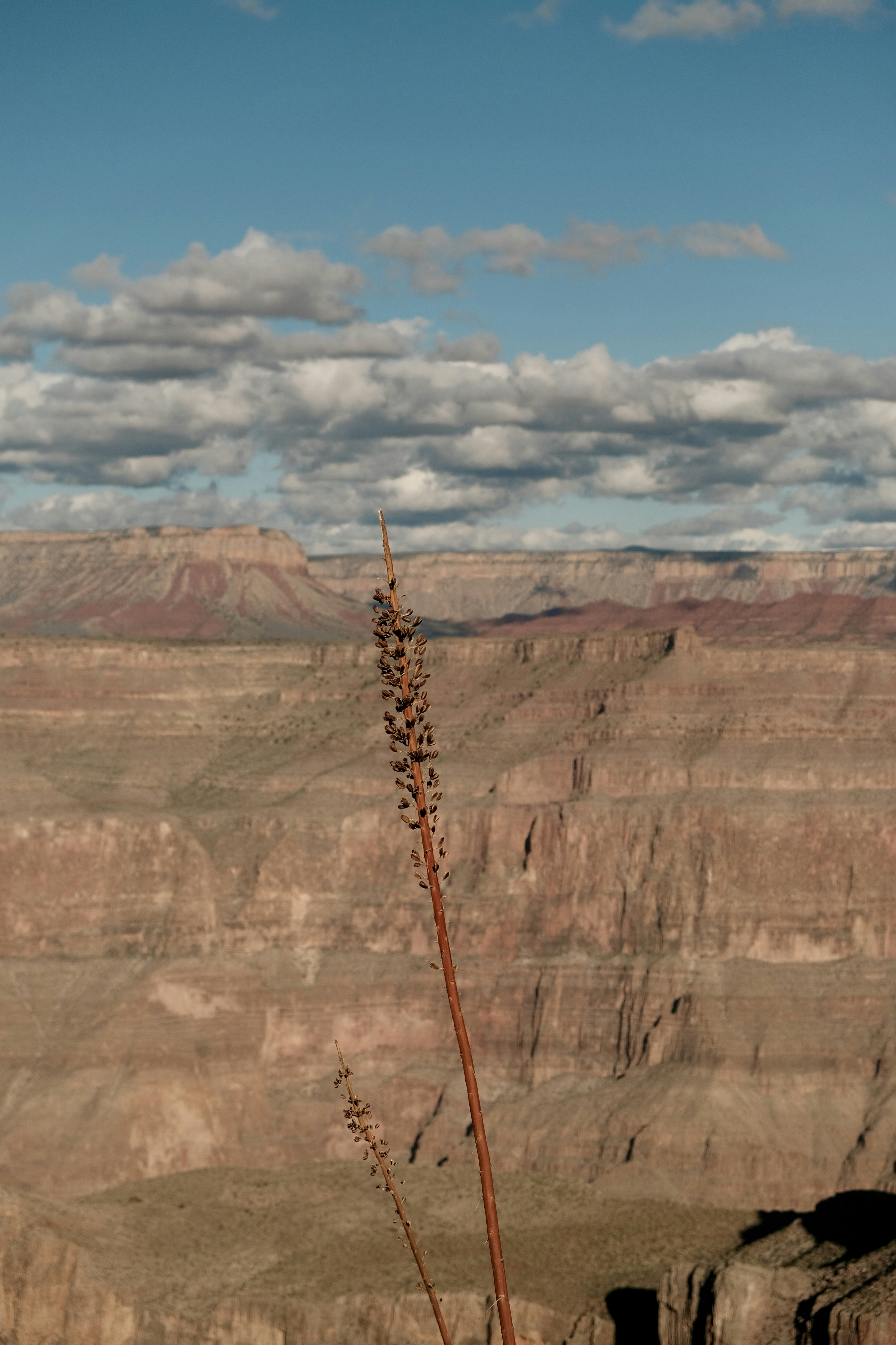 Single Cactus Spike Above the Grand Canyon Rim
