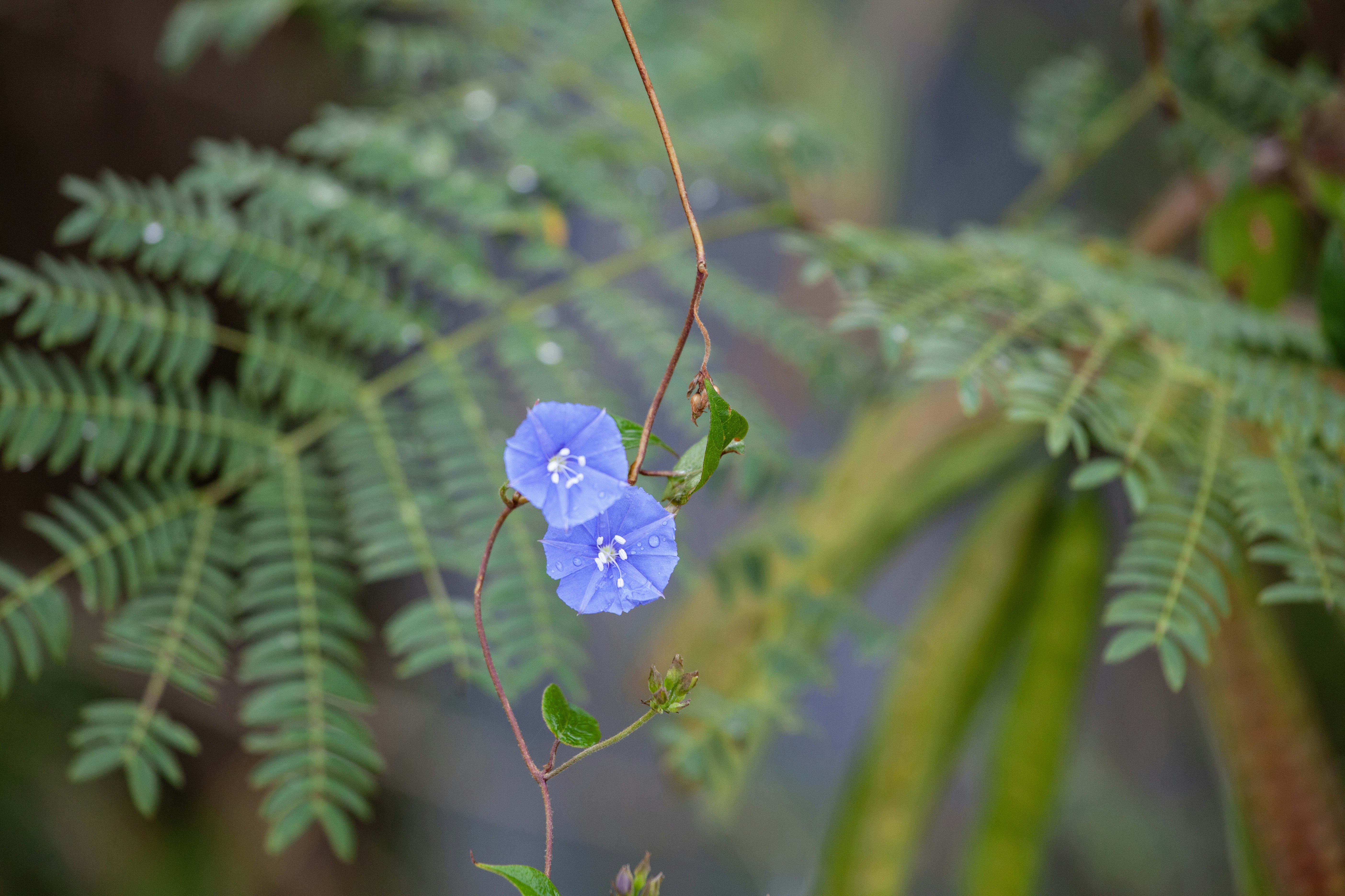 A small blue flower on a tree branch photo – Free Flower Image on Unsplash