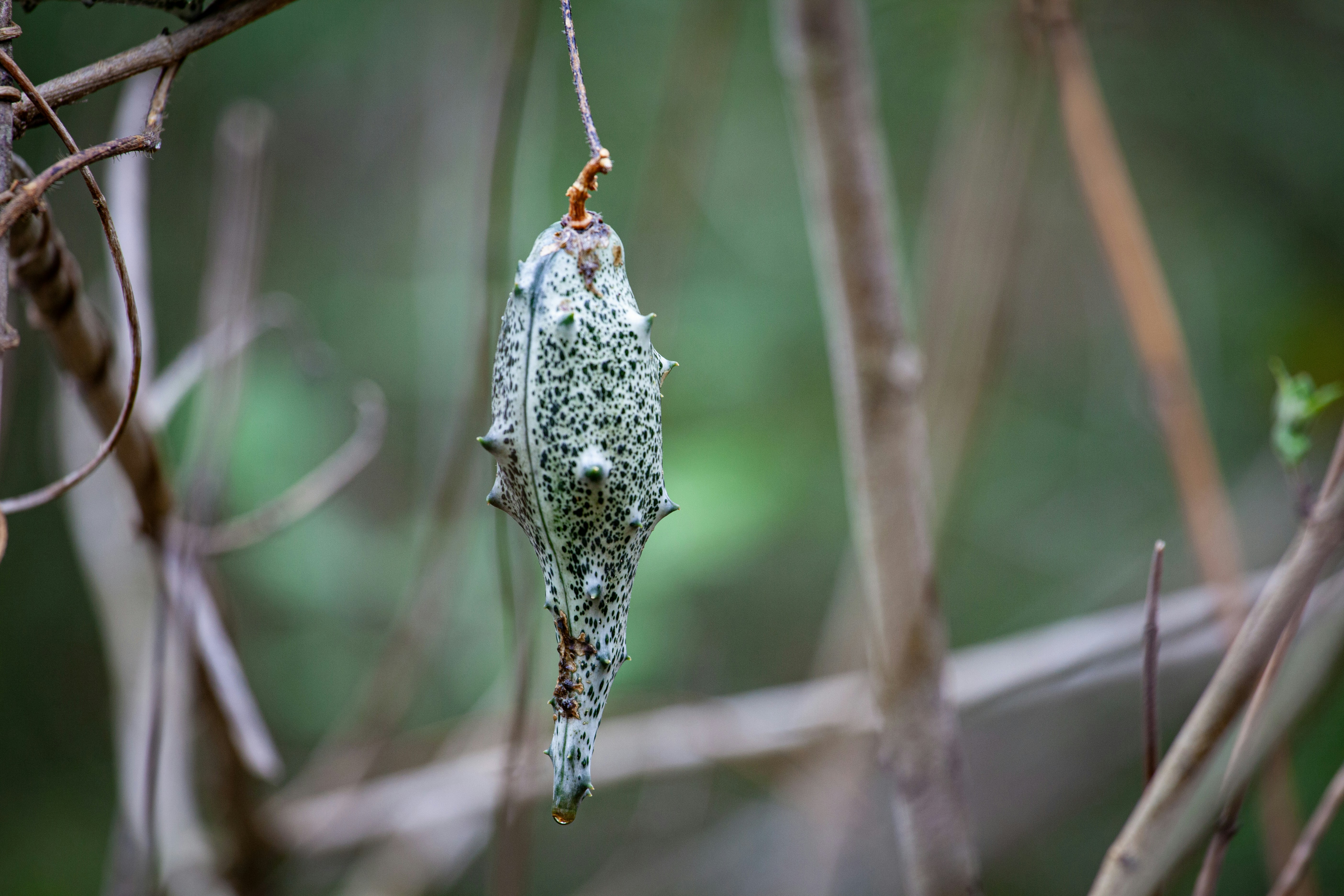 A green insect hanging from a tree branch photo – Free Cocoon to ...