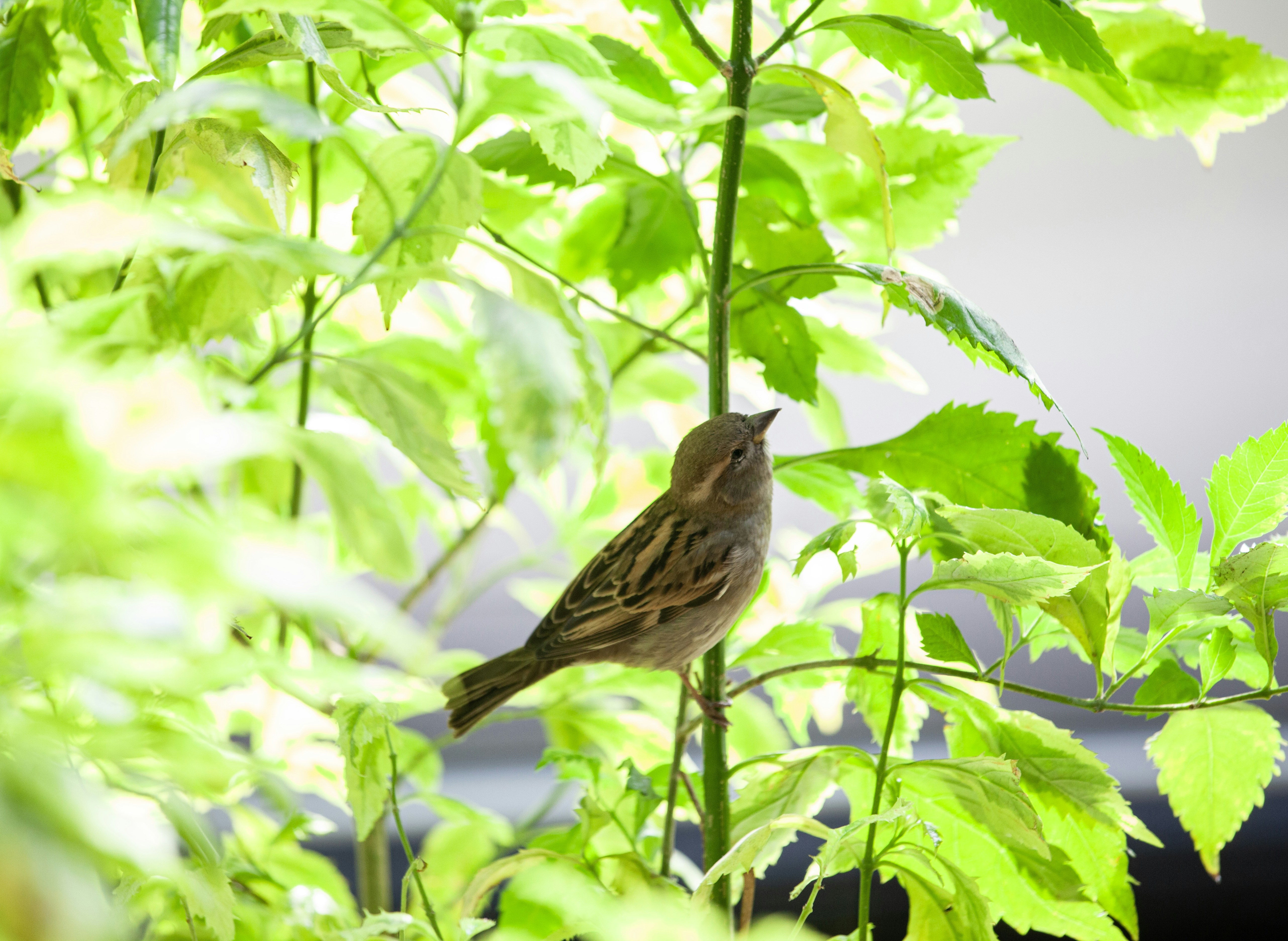Hidden Songbird in the Lime Canopy