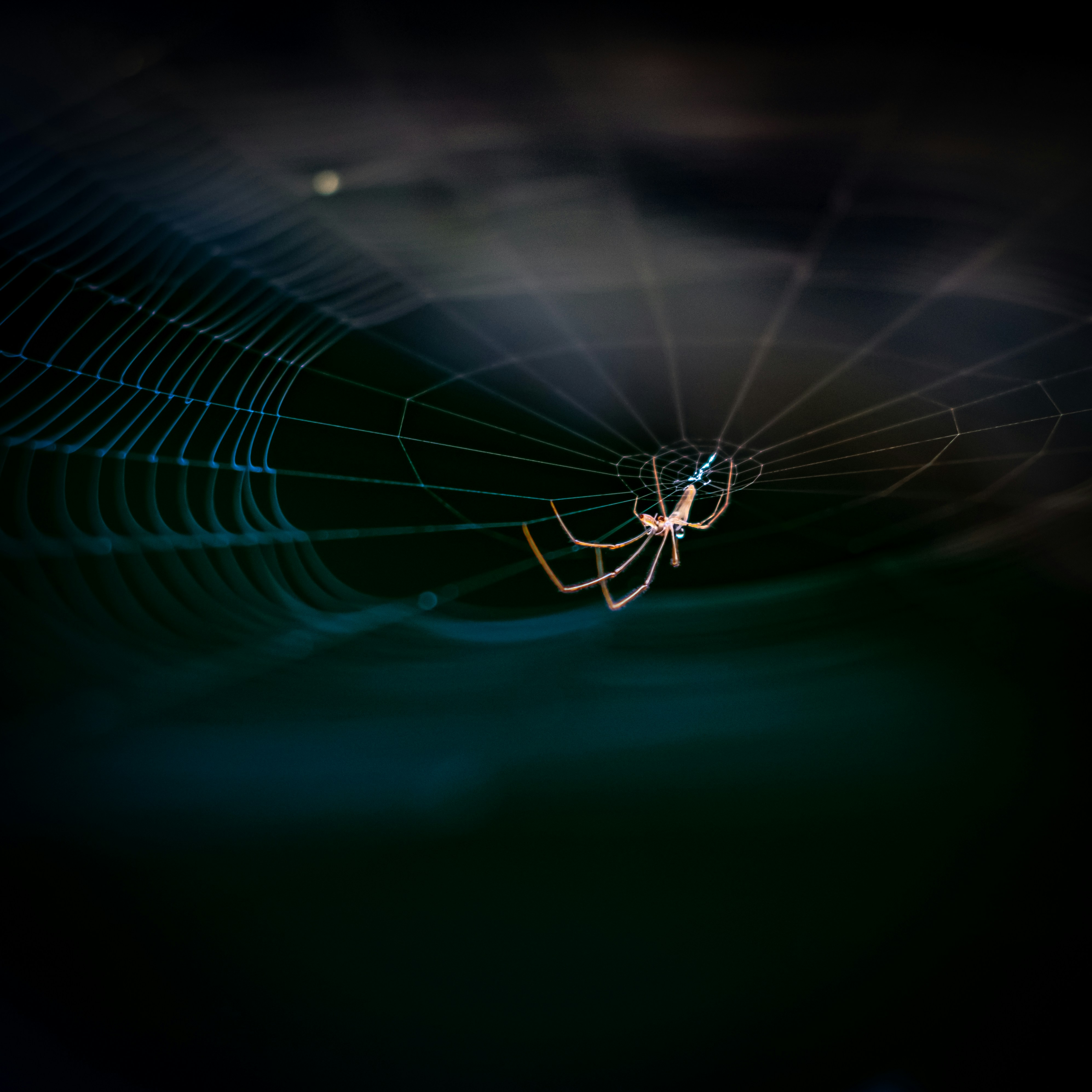 Luminous Threads: A Spider Anchors a Moonlit Web