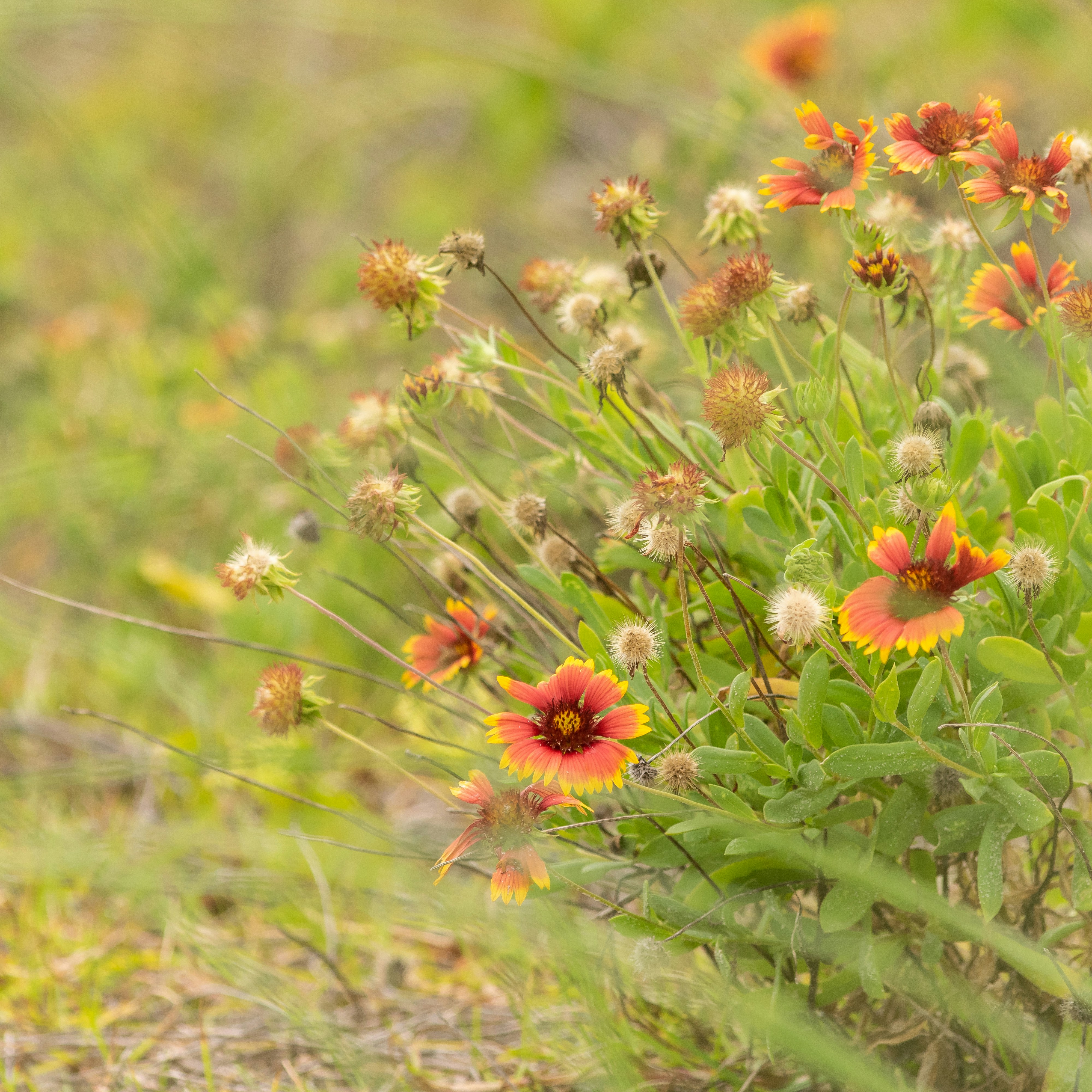 Gaillardia Glow: Fire-Orange Blooms in a Sunlit Meadow