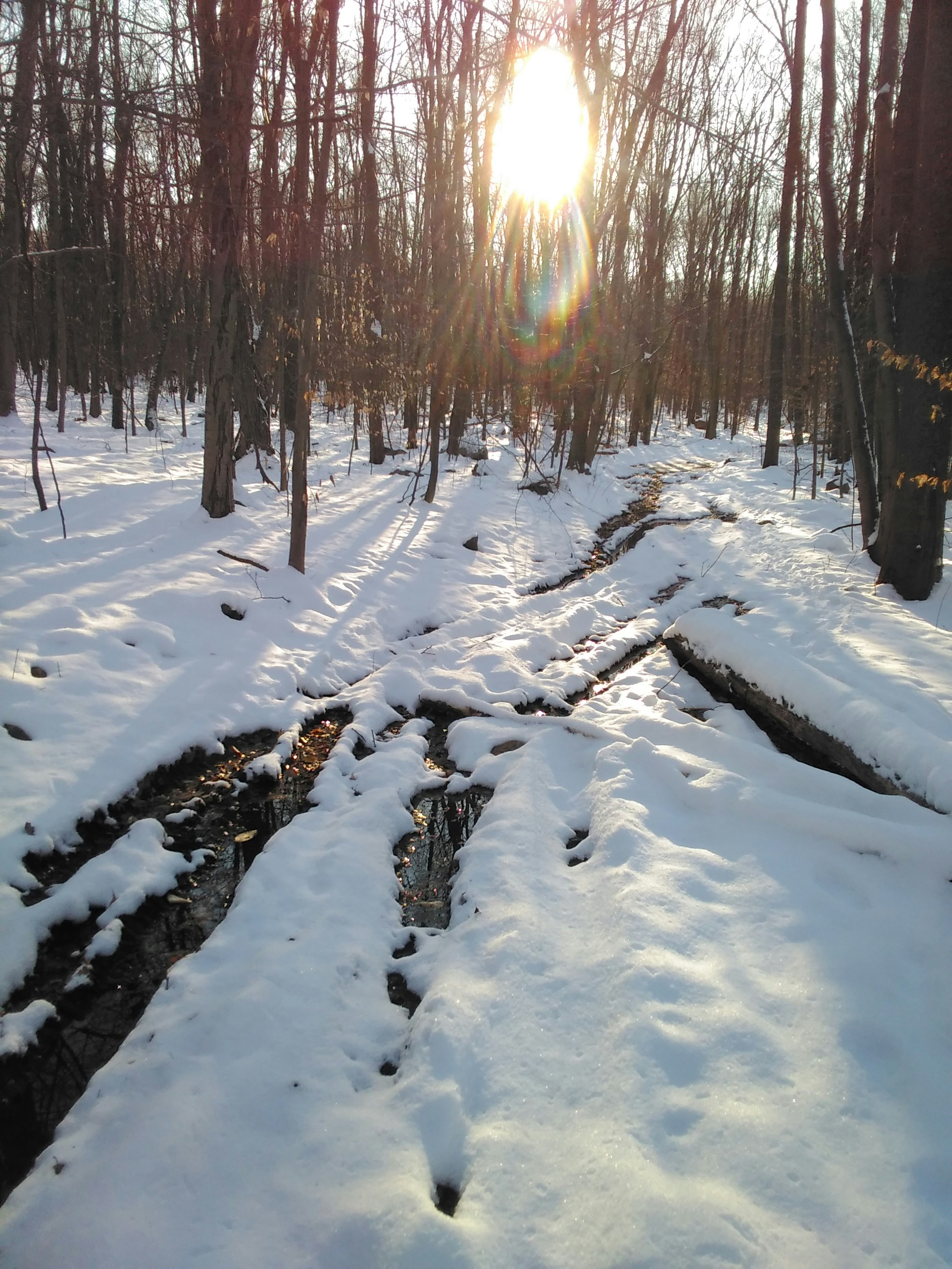 Sunlit Traces Through a Snowbound Forest by a Quiet Creek