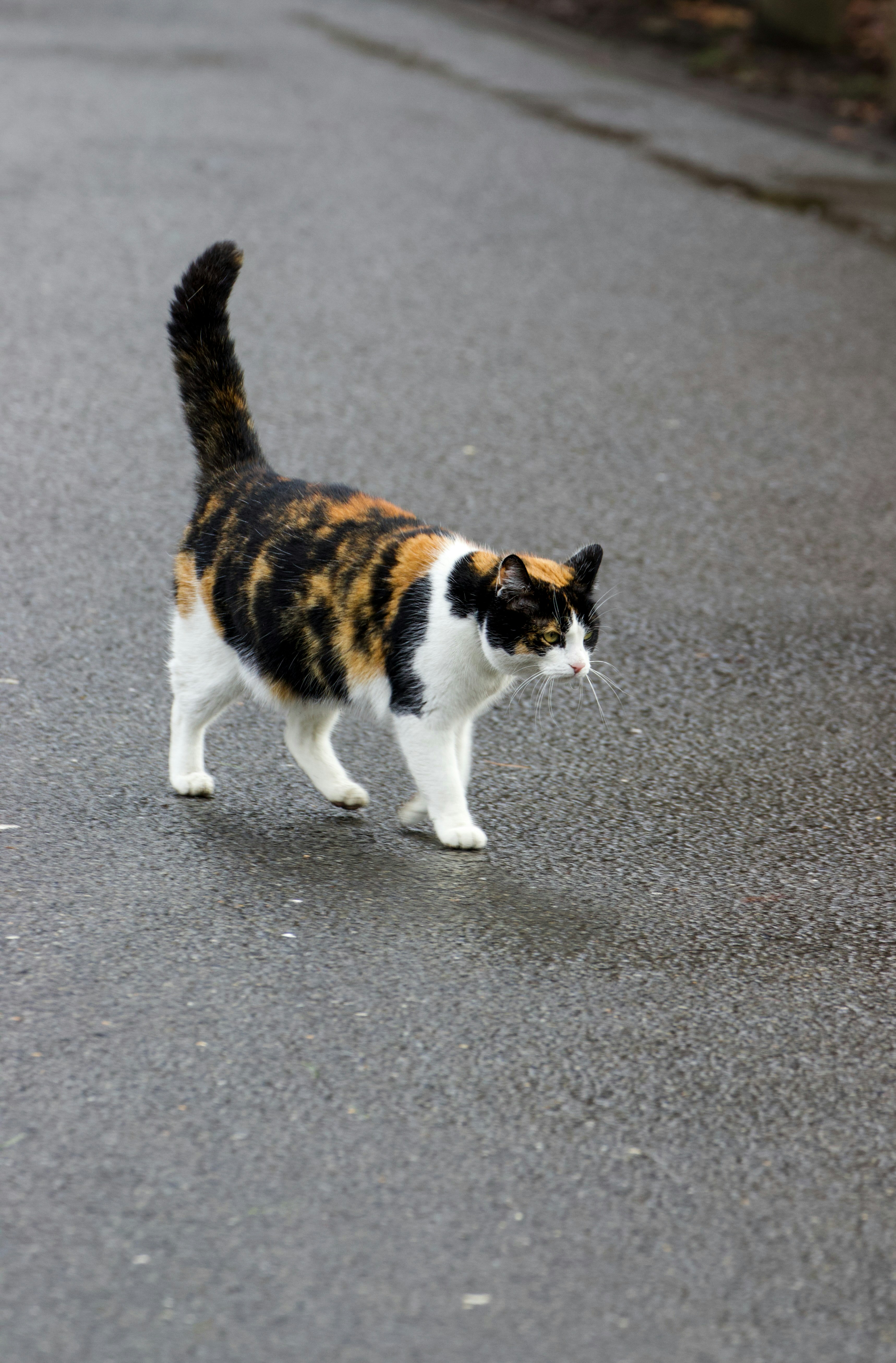 Calico Traveler on Wet Pavement