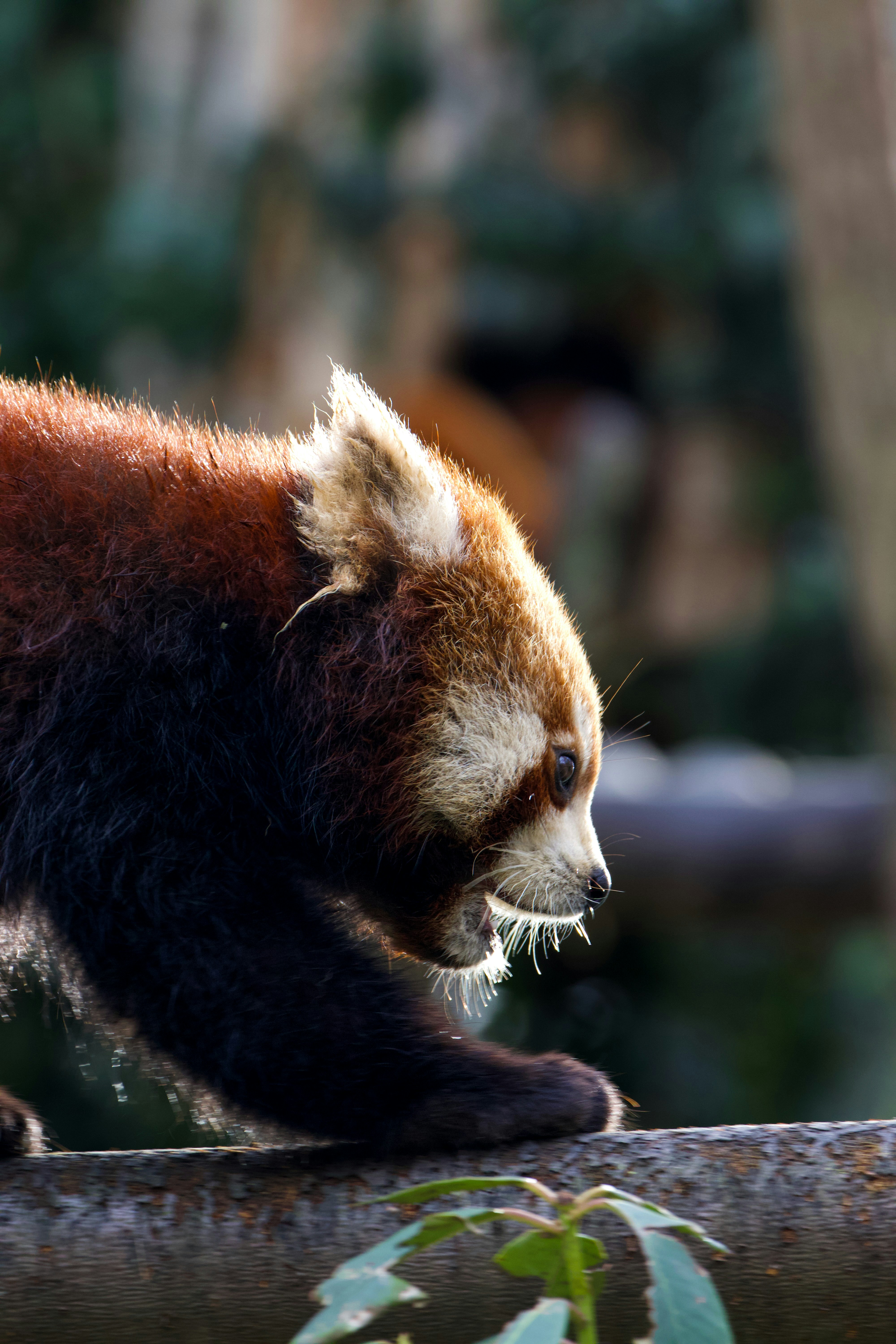 Intimate Red Panda on a Weathered Log