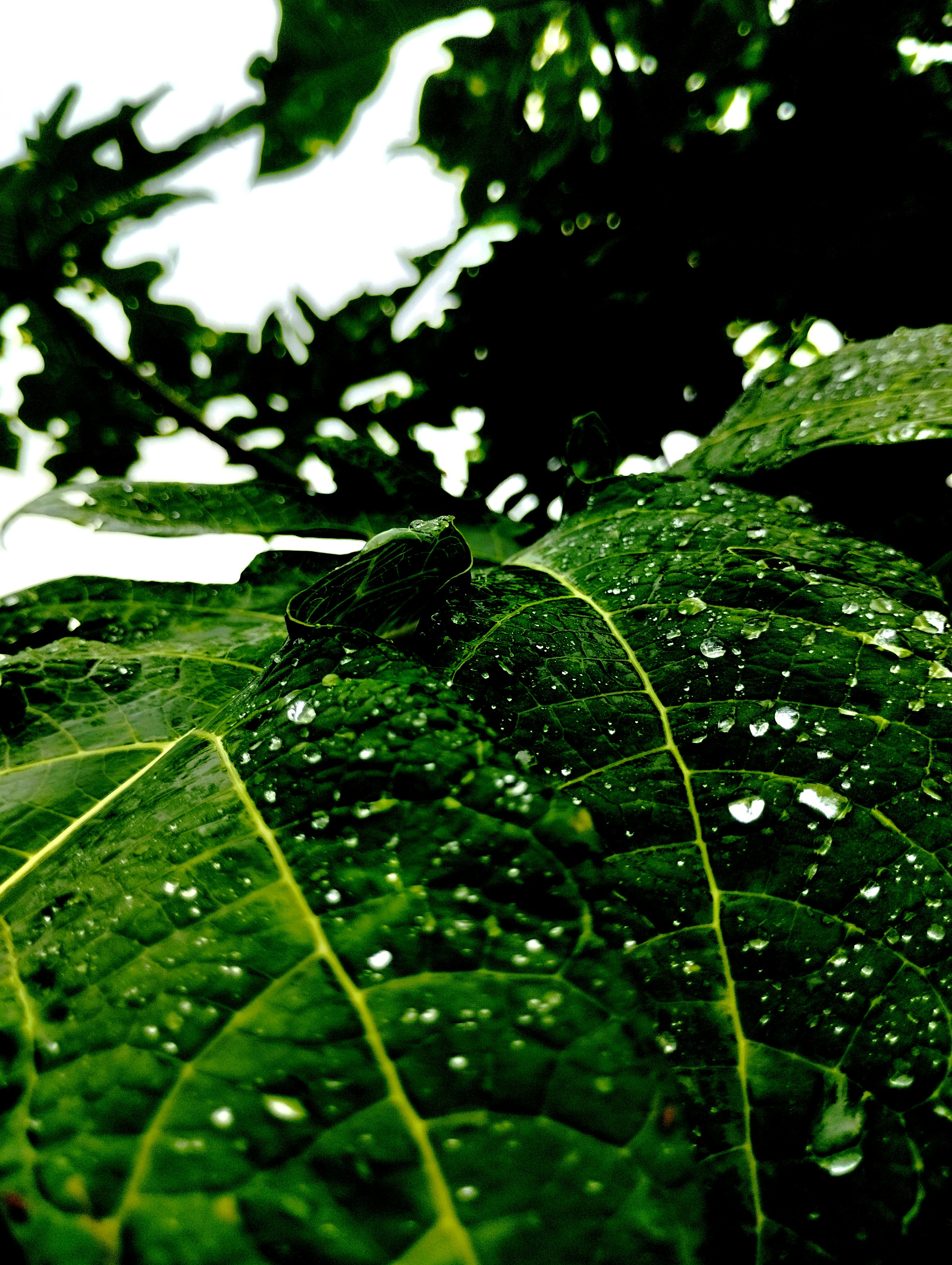 Verdant Veins: Water Droplets on a Close-Up of Leaf Texture