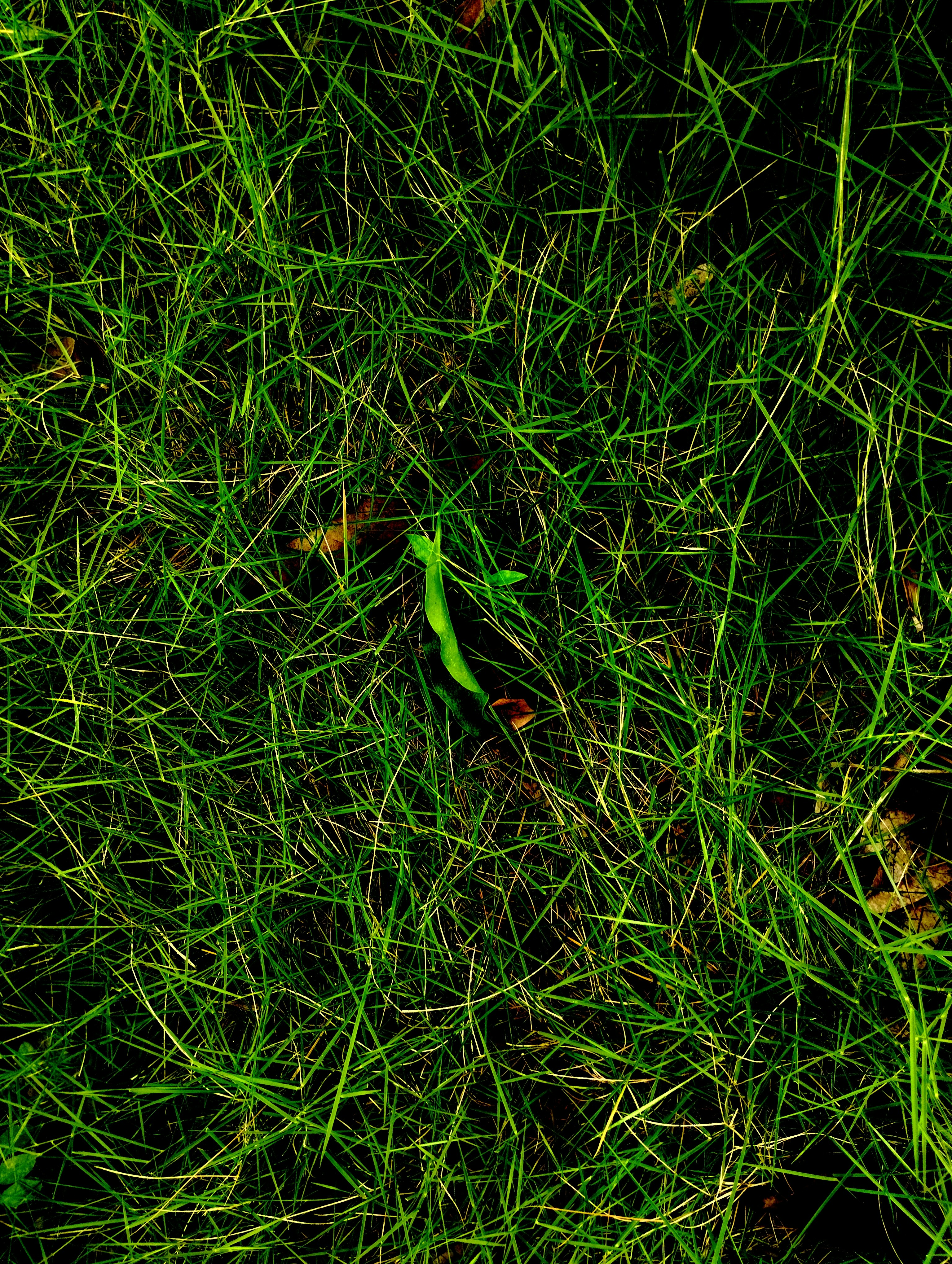 Macro view of dense green grass blades with a single curved blade at the center, emphasizing texture and depth.