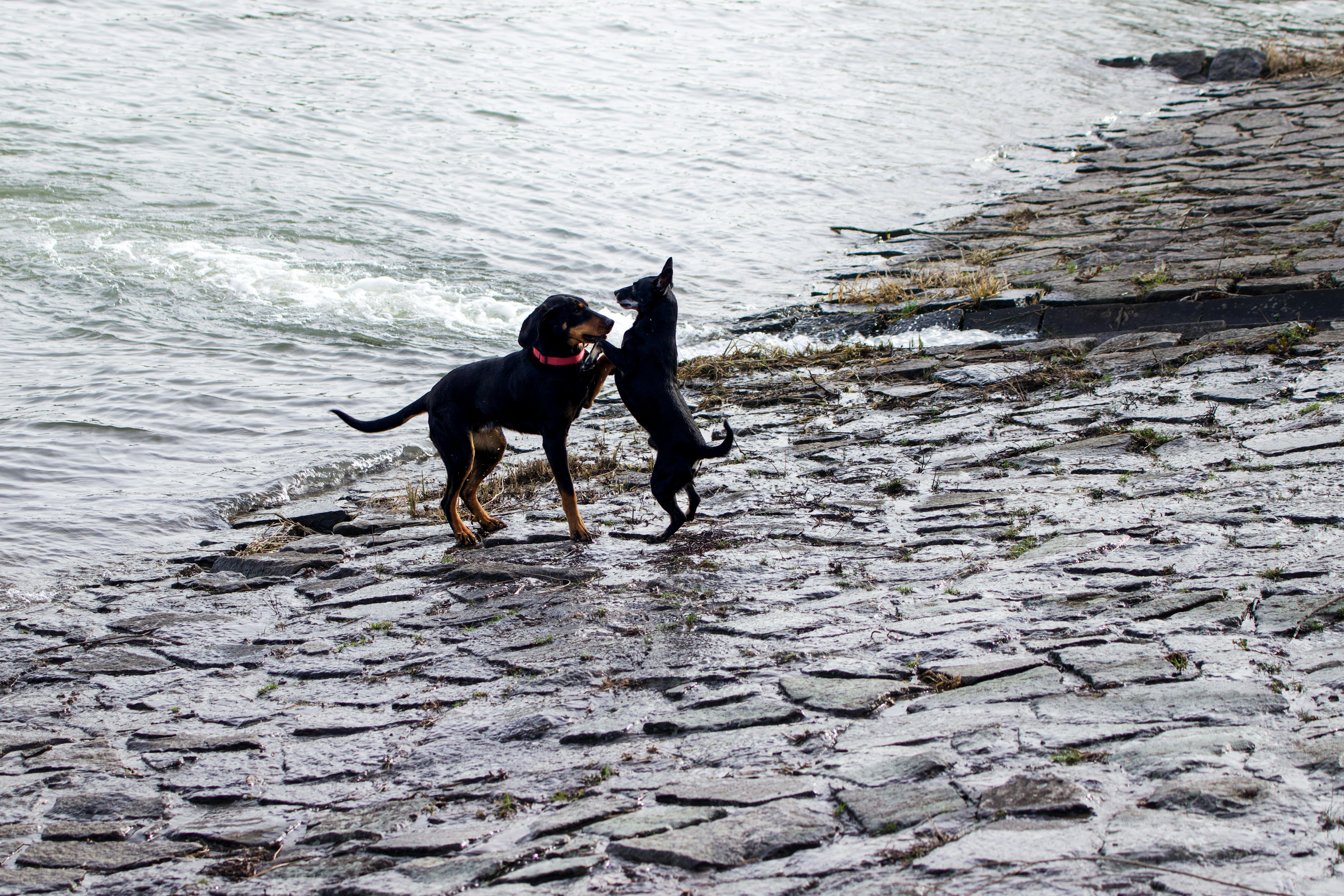 A couple of dogs standing next to a body of water photo – Free Beach ...
