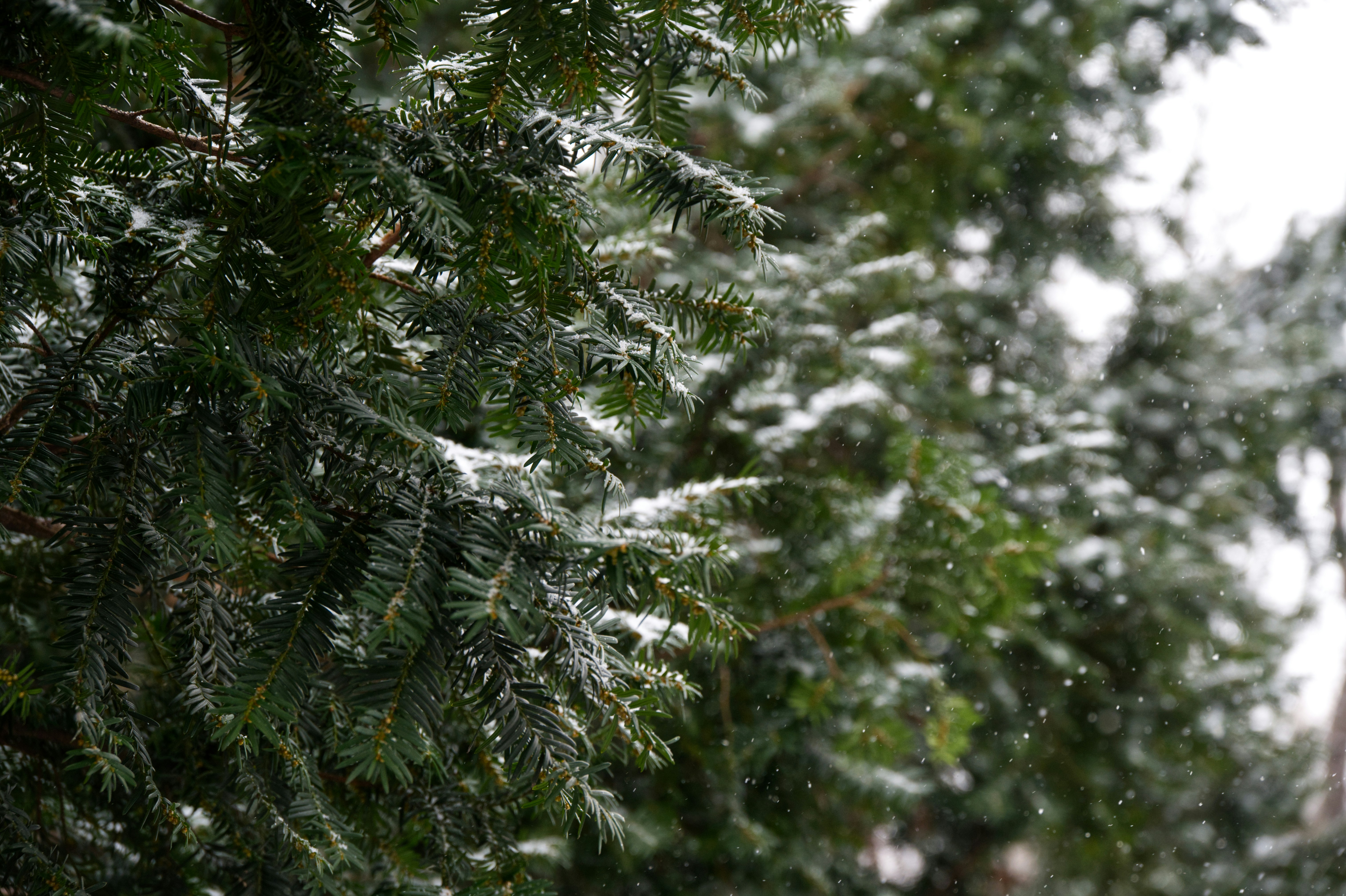 Snow Adorned Pine Branches in Quiet Winter Light