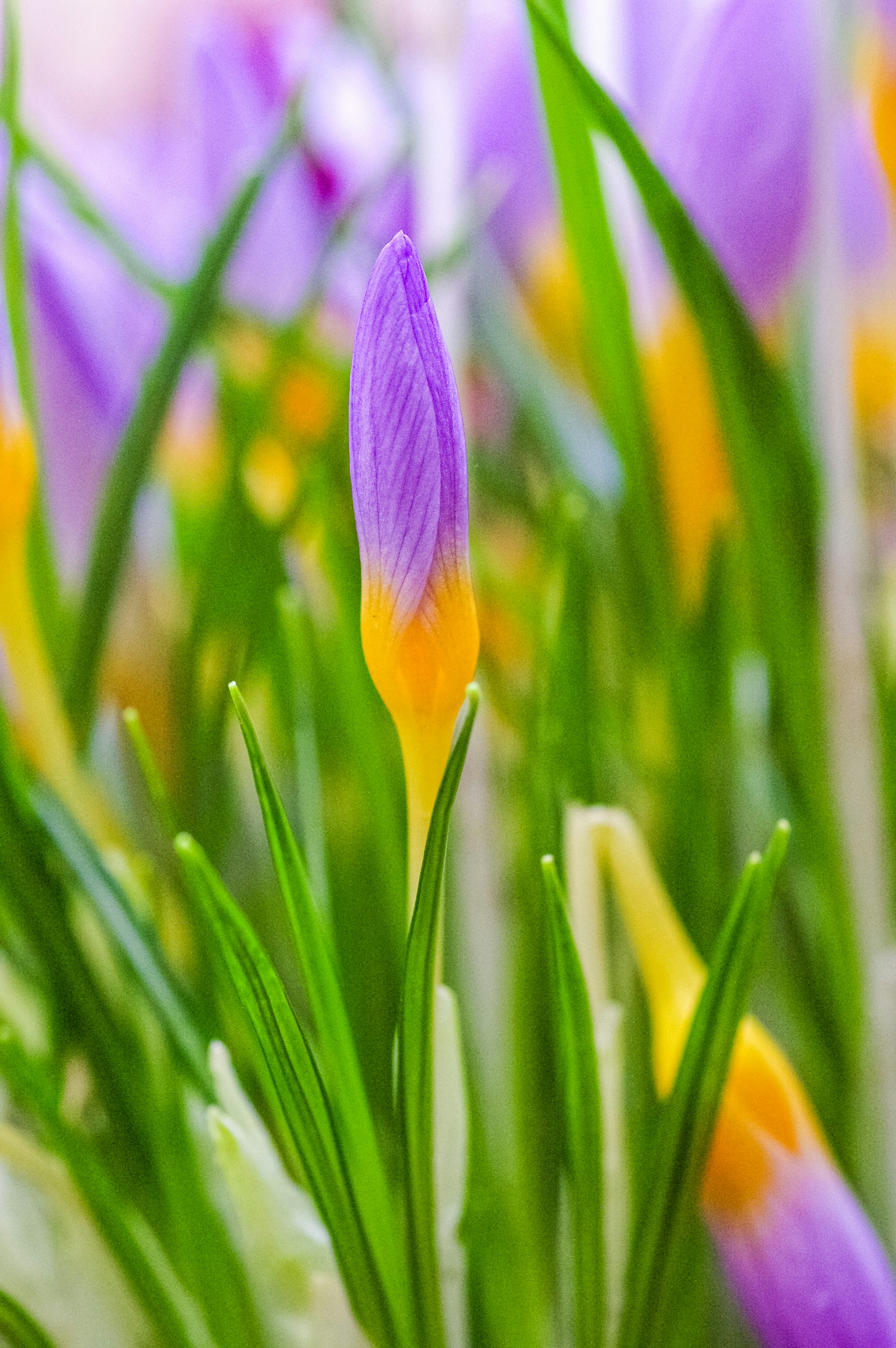 Purple Bud in a Sea of Green: A Macro Sunrise Flower
