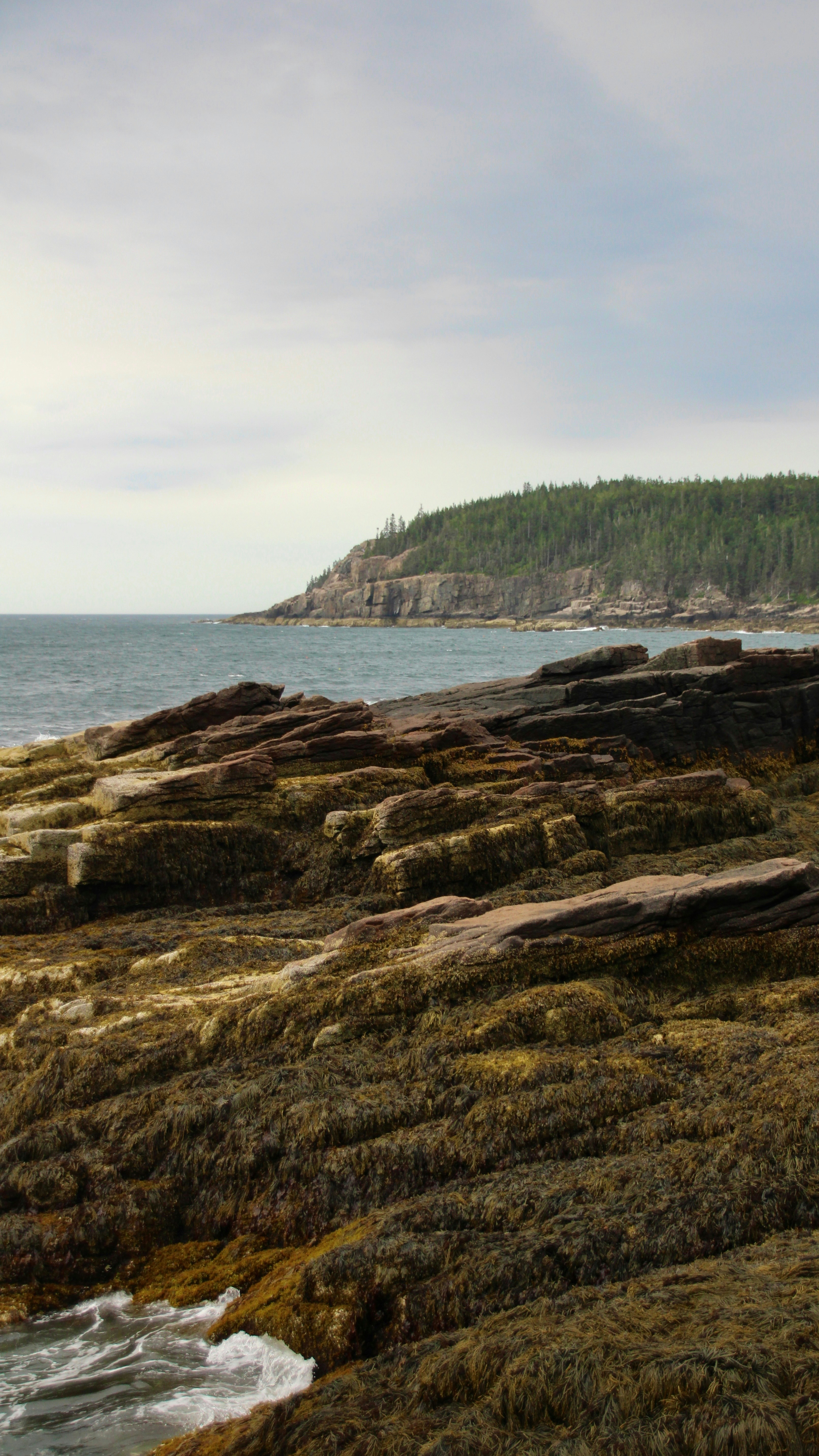 Rugged Tidal Tapestry: Mossy Rocks Framing a Forested Headland