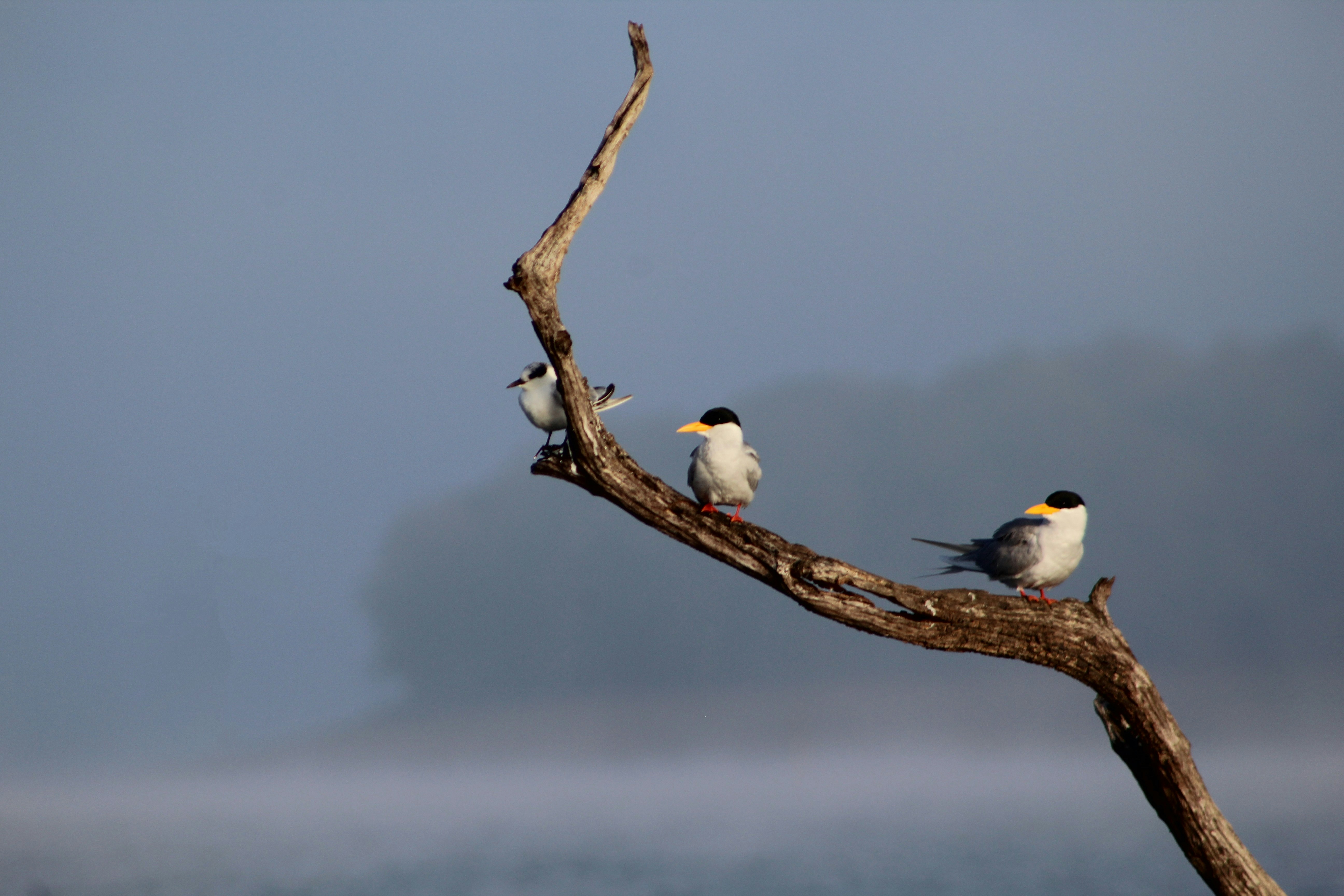 A group of birds sitting on top of a tree branch photo – Free Animal ...