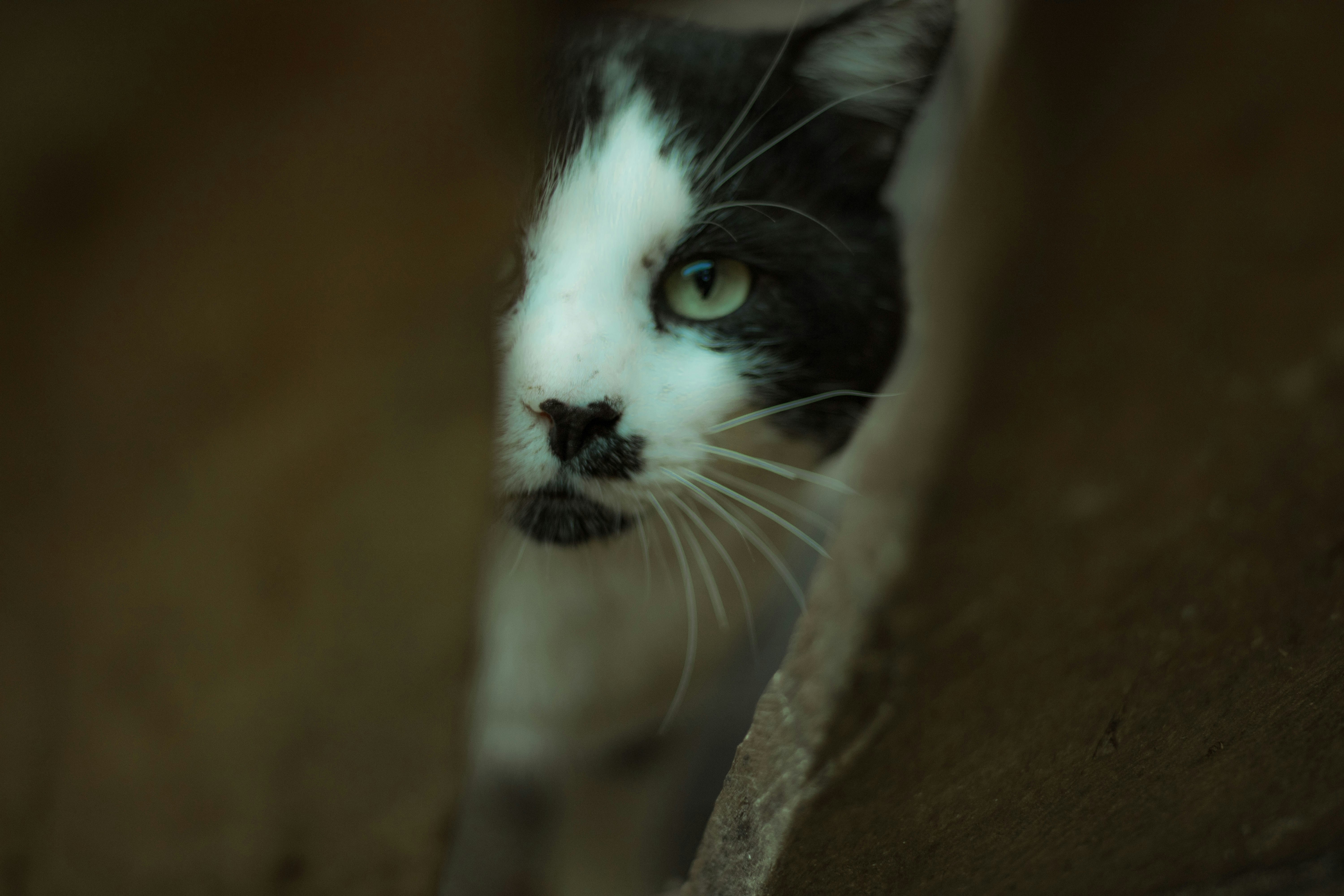 Whiskered Watcher: A Glimpse Through the Shadows