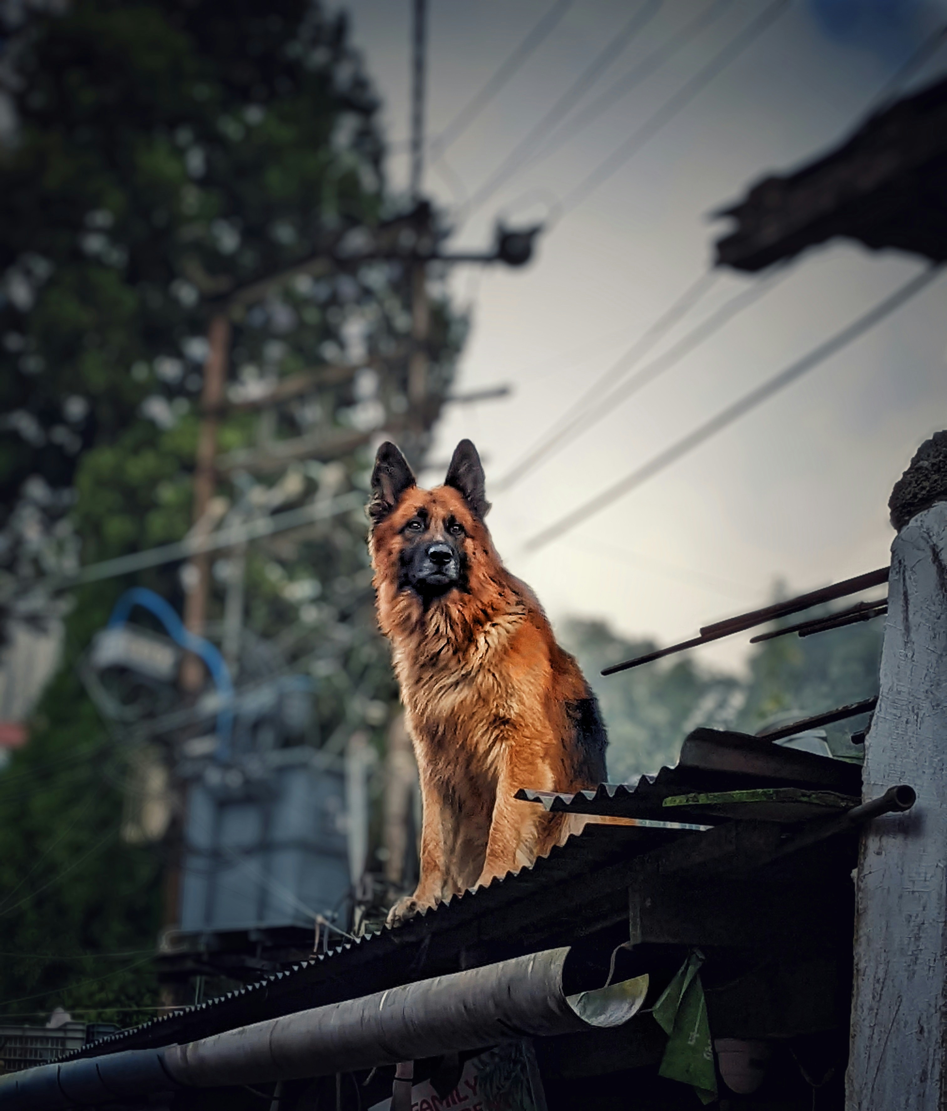 German Shepherd stands atop a weathered rooftop in an urban setting, with power lines and a moody sky in the background. Photograph.
