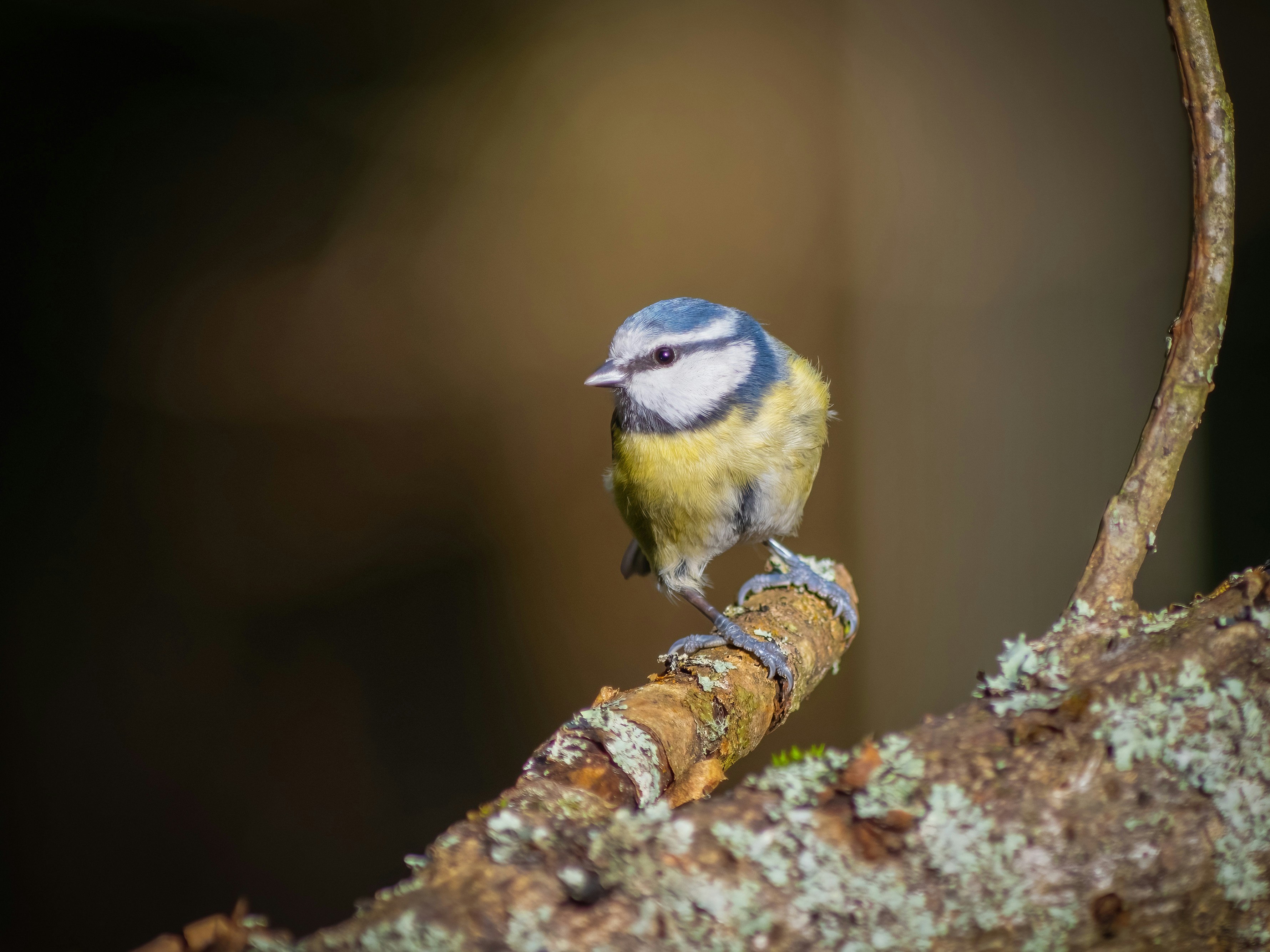 Little Bird Pictures | Download Free Images on Unsplash