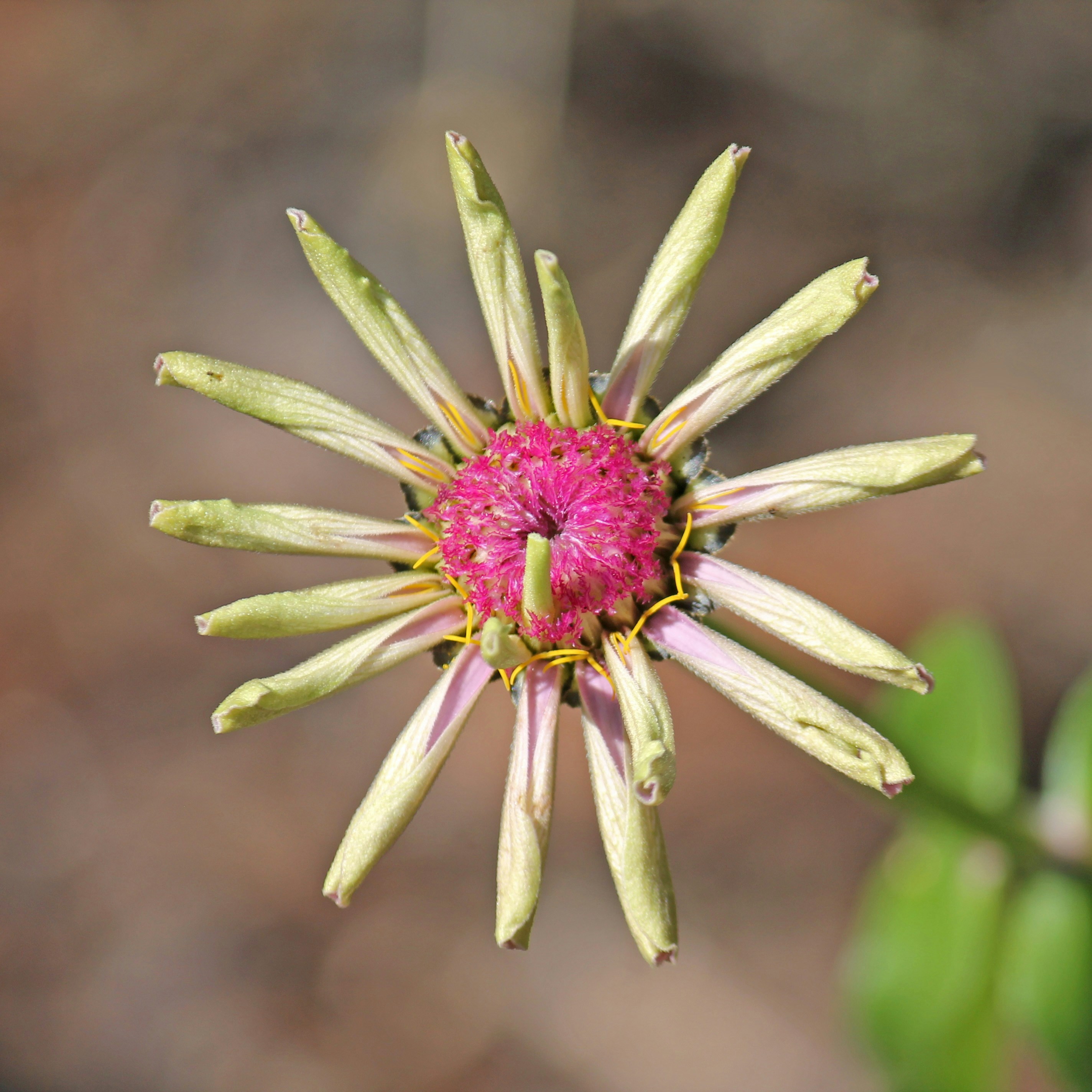 Radial Pink Core in a Halo of Pale Green Petals: A Precise Macro Bloom
