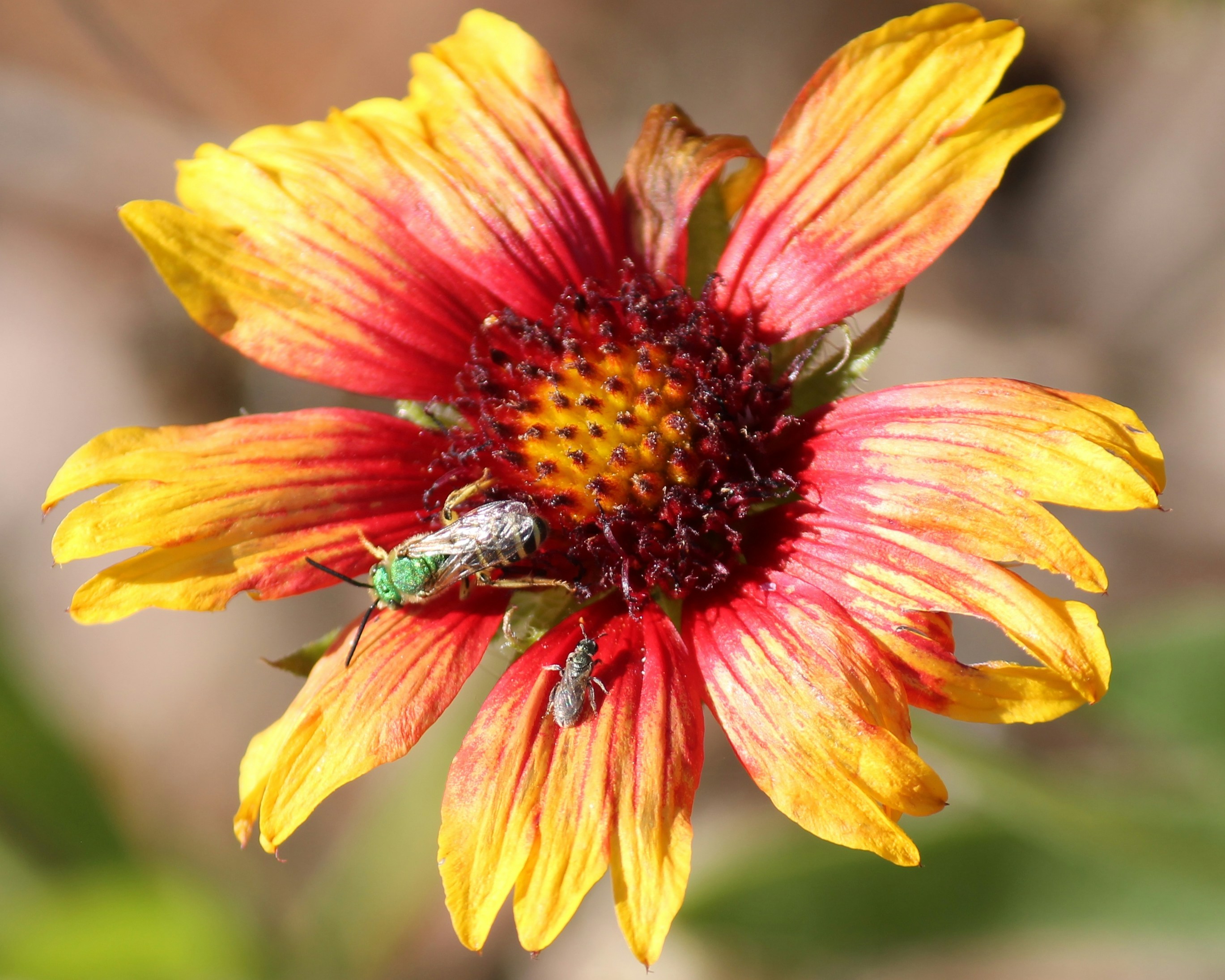 A yellow and red flower with a bug on it photo – Free Flower Image on ...