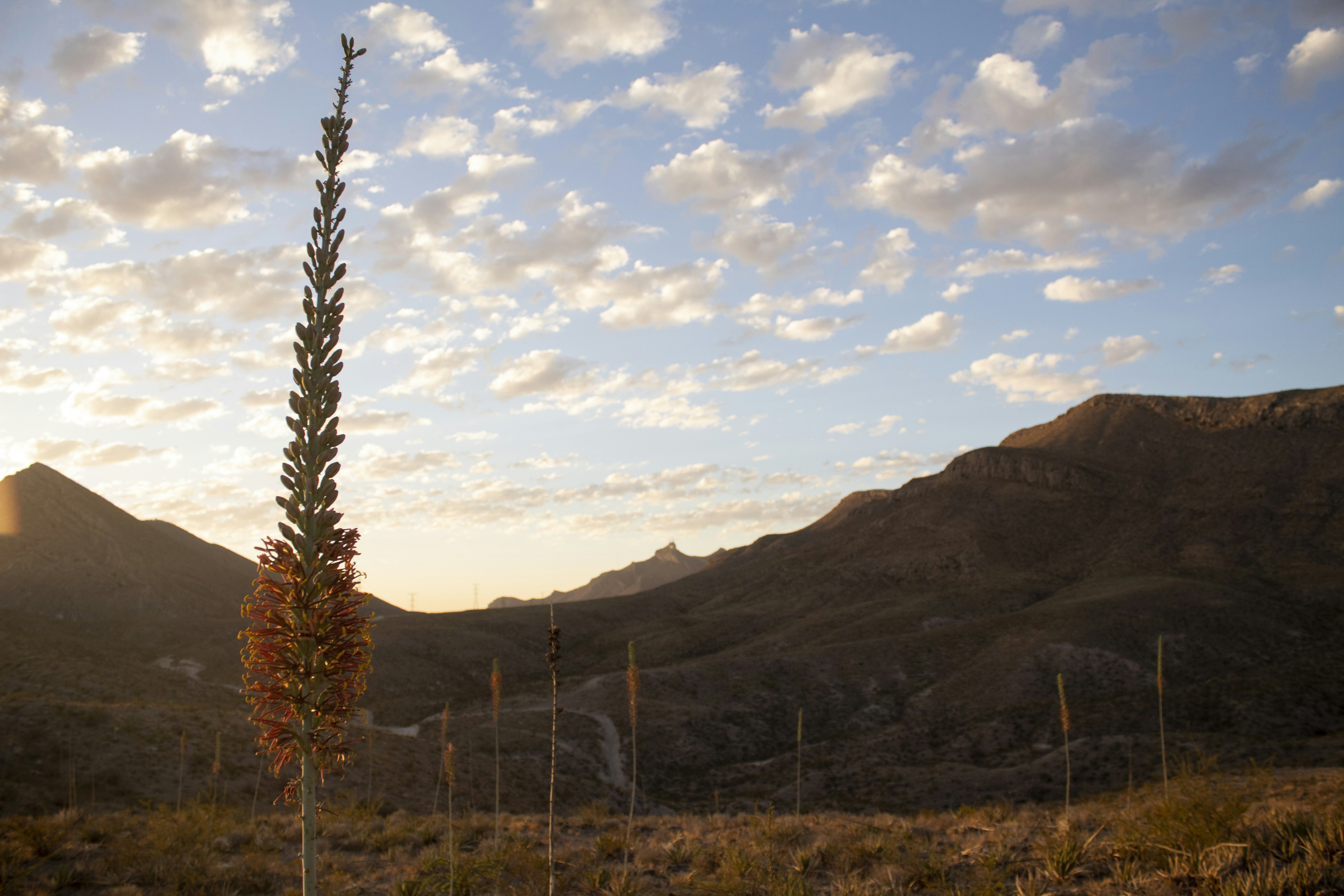 Yucca Sentinel at Dusk: Copper Light Over a Desert Horizon